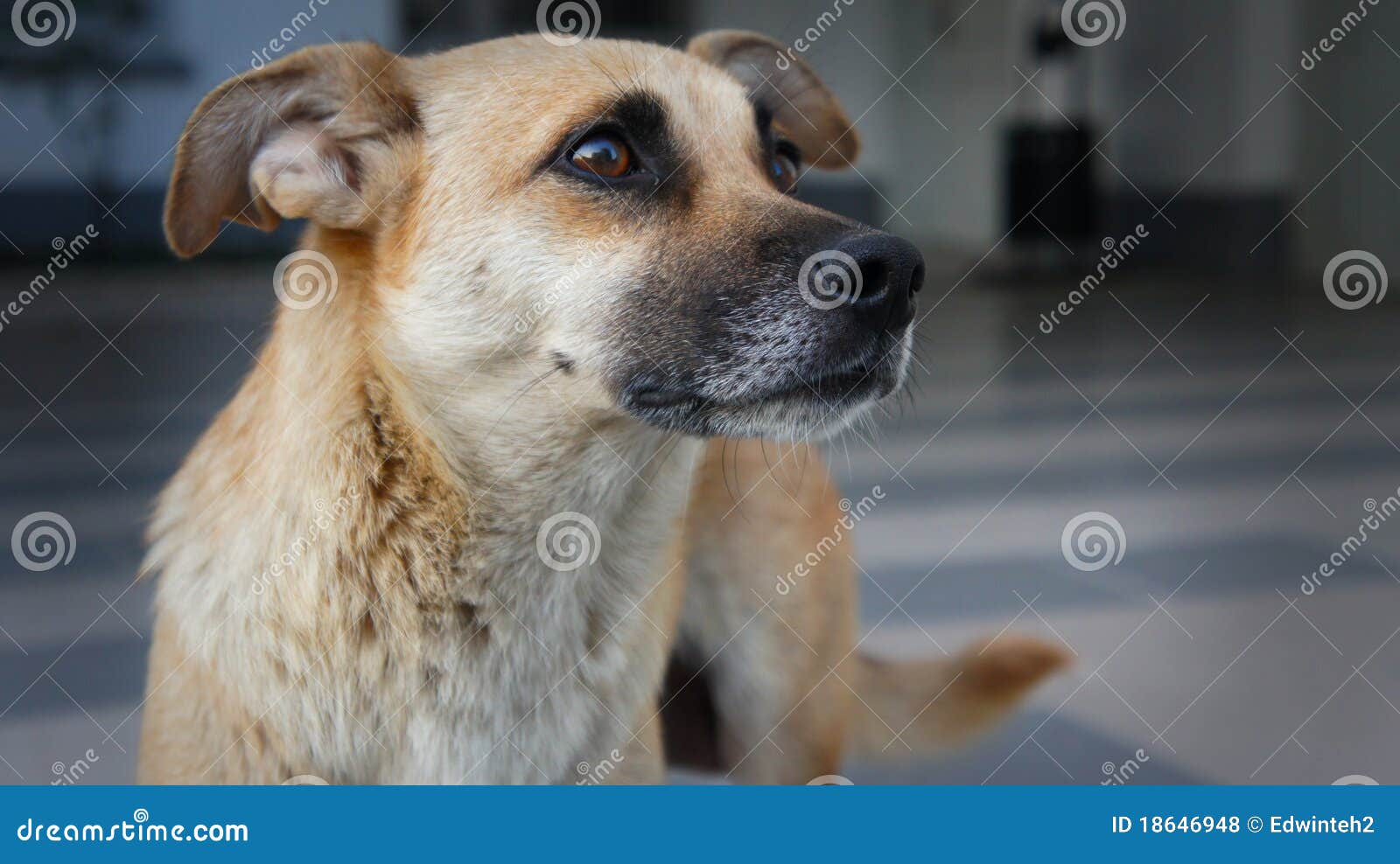 An Obidient Dog stock photo. Image of friendly, puppy - 18646948