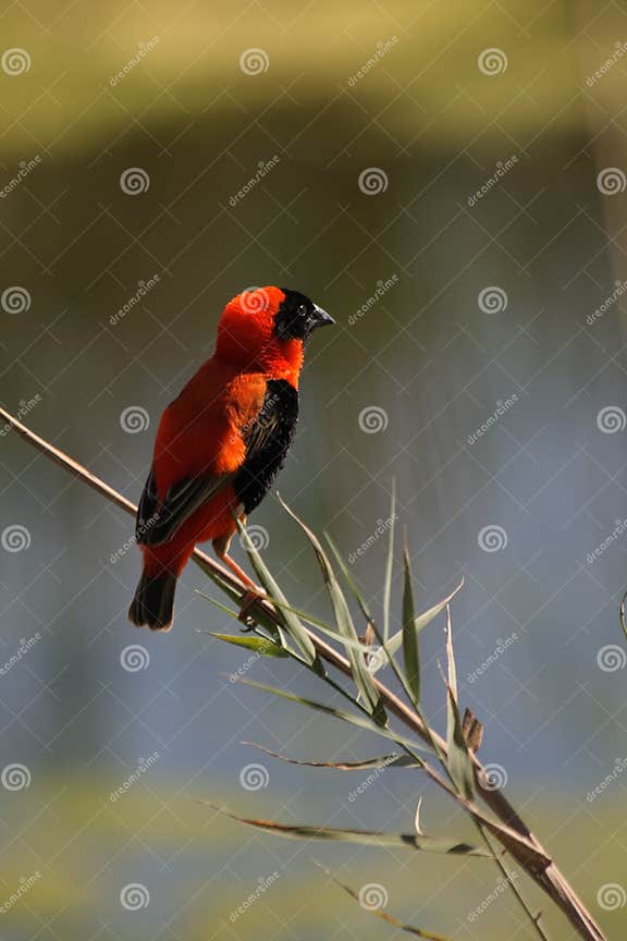 Obispo rojo imagen de archivo. Imagen de encarnado, tejedor - 16456625