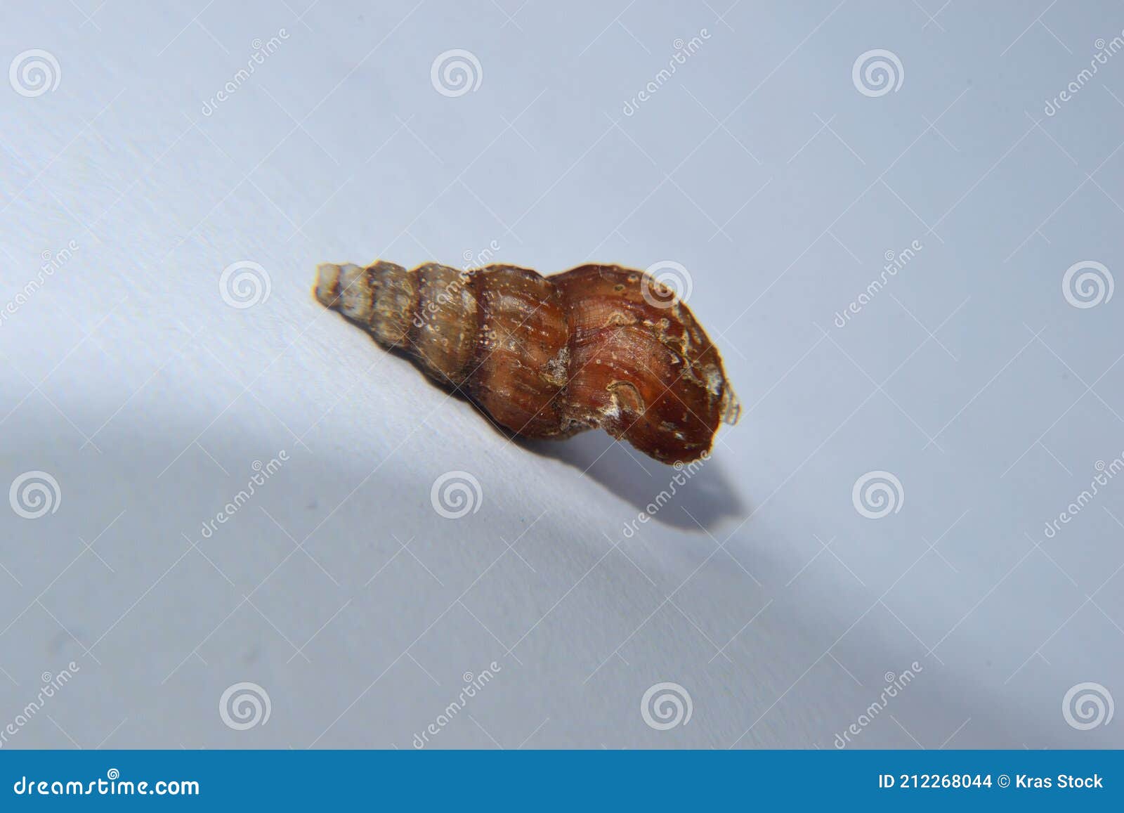 Cochlea Snail With With Background Stock Photography | CartoonDealer ...