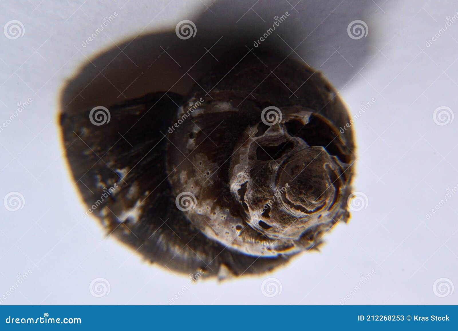 Cochlea Snail Isolated with with Background Stock Image - Image of ...