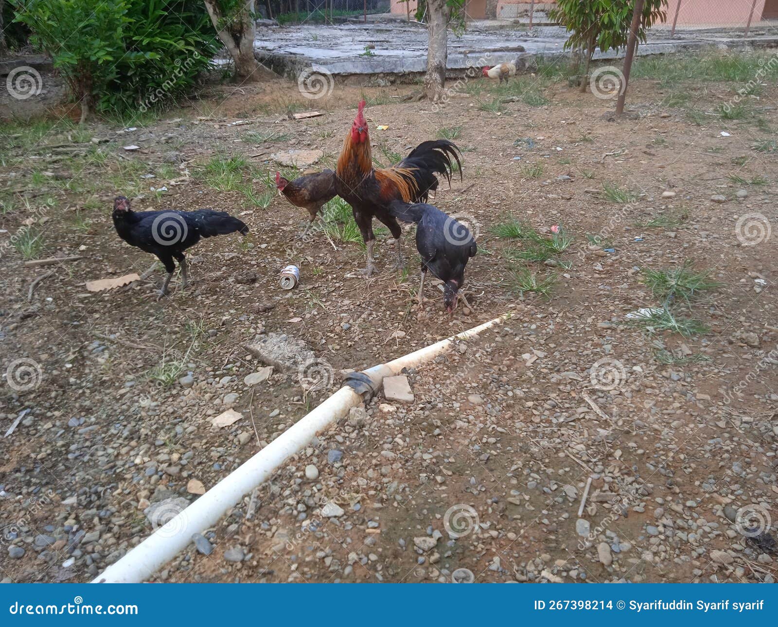 Is an Object Image of a Chicken Relaxing in the Afternoon Enjoying Food ...