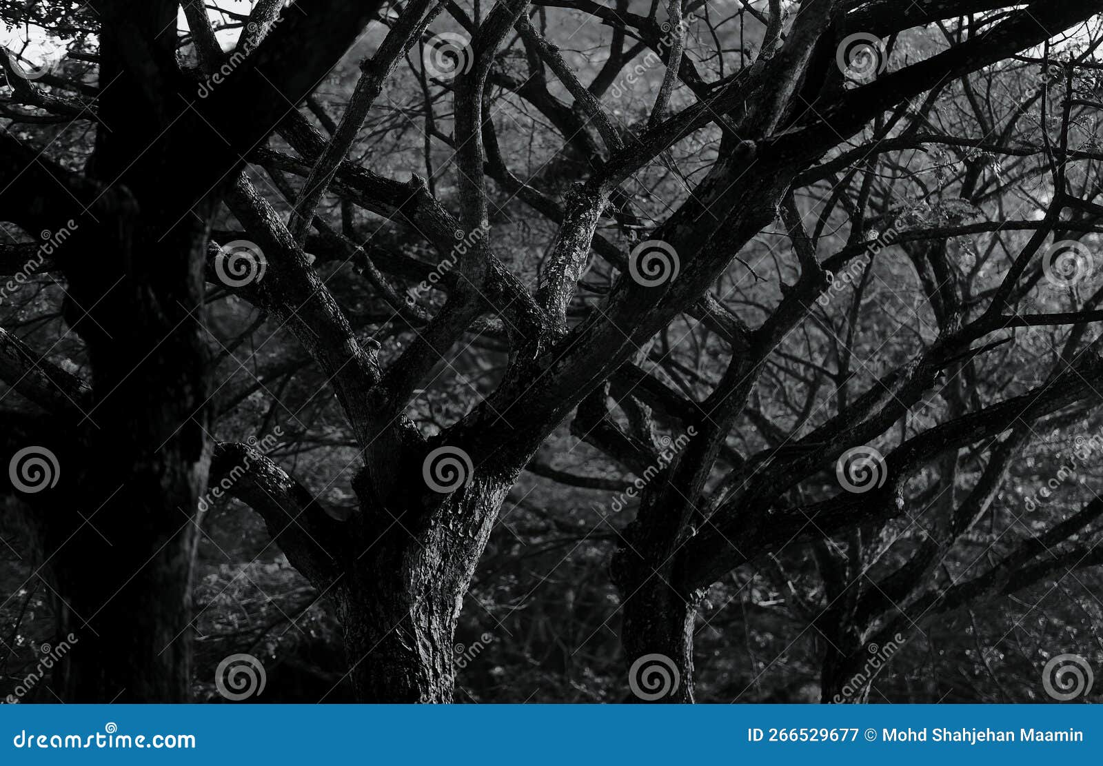 Object and outdoor stock image. Image of trunks, grow - 266529677