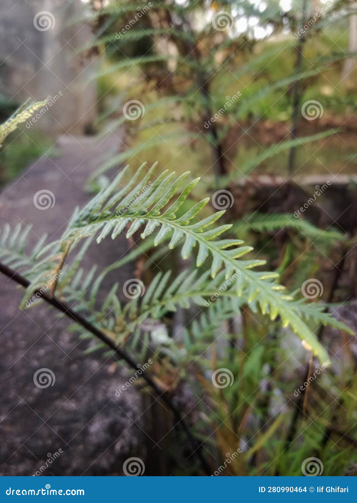 Object Portrait of Wild Plants Growing Outdoors Stock Photo - Image of ...