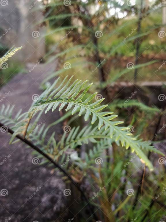 Object Portrait of Wild Plants Growing Outdoors Stock Photo - Image of ...