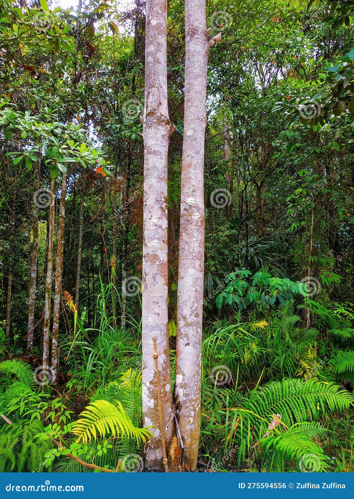 Object 2 Trees that Grow Naturally in the Forest Stock Photo - Image of ...