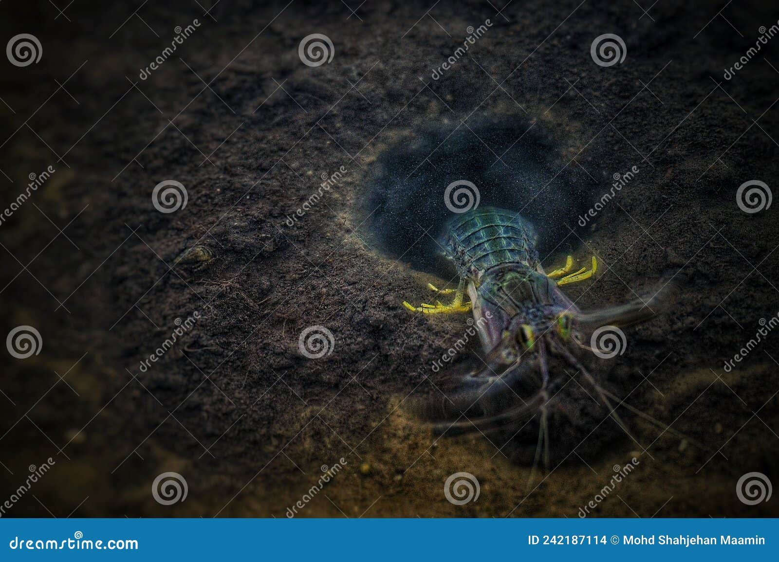 Objects and animals stock photo. Image of holes, refuge - 242187114