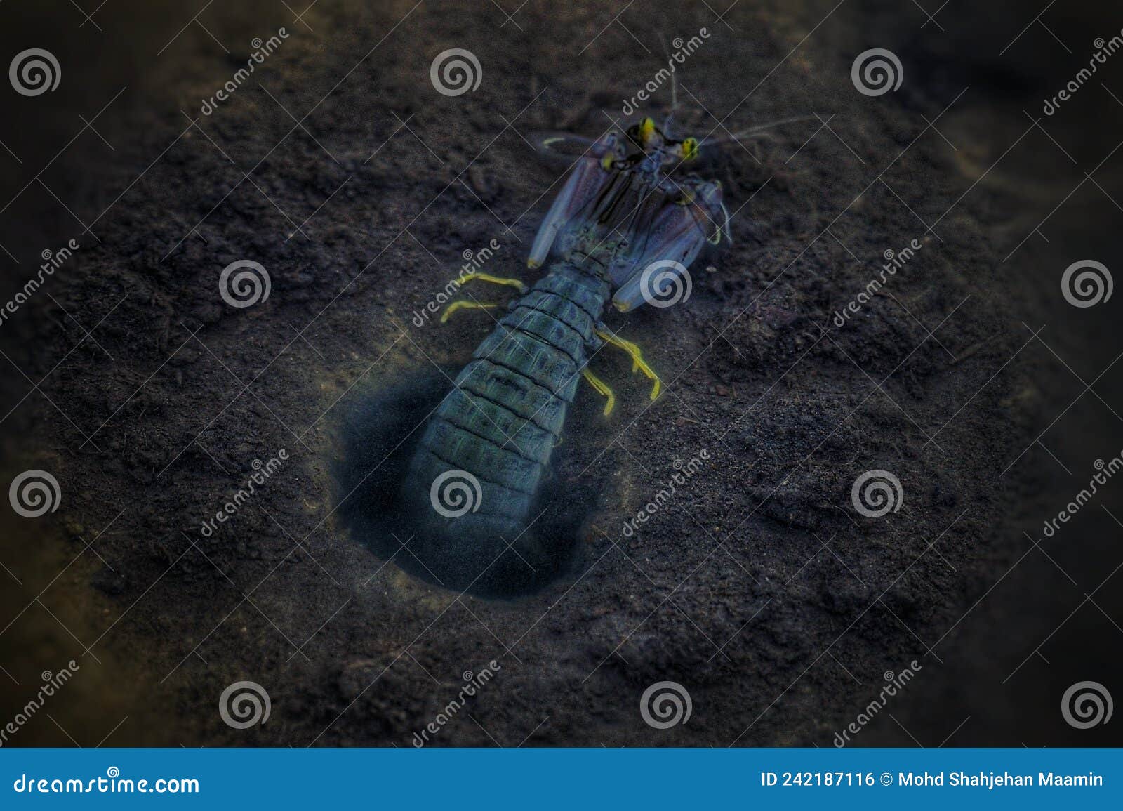 Objects and animals stock photo. Image of seafood, refuge - 242187116