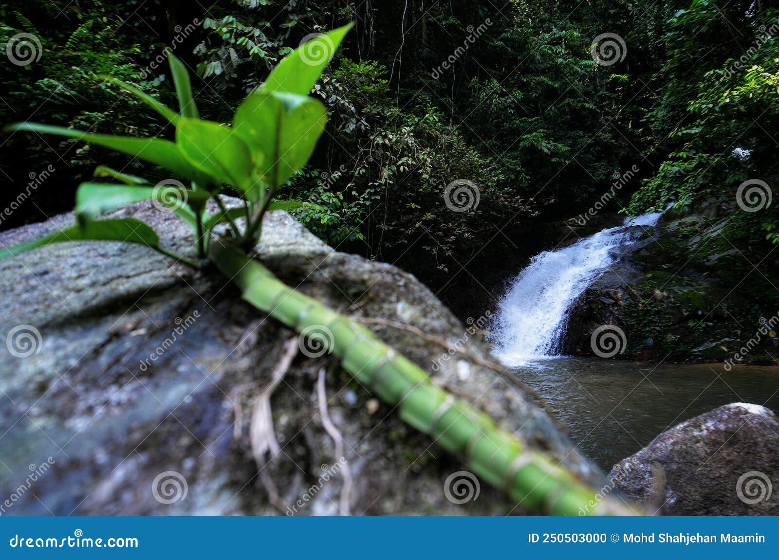 Objects and Nature stock photo. Image of provide, jungle - 250503000