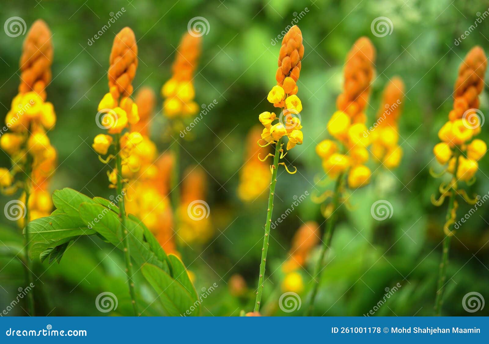 Objects and nature stock photo. Image of level, nature - 261001178