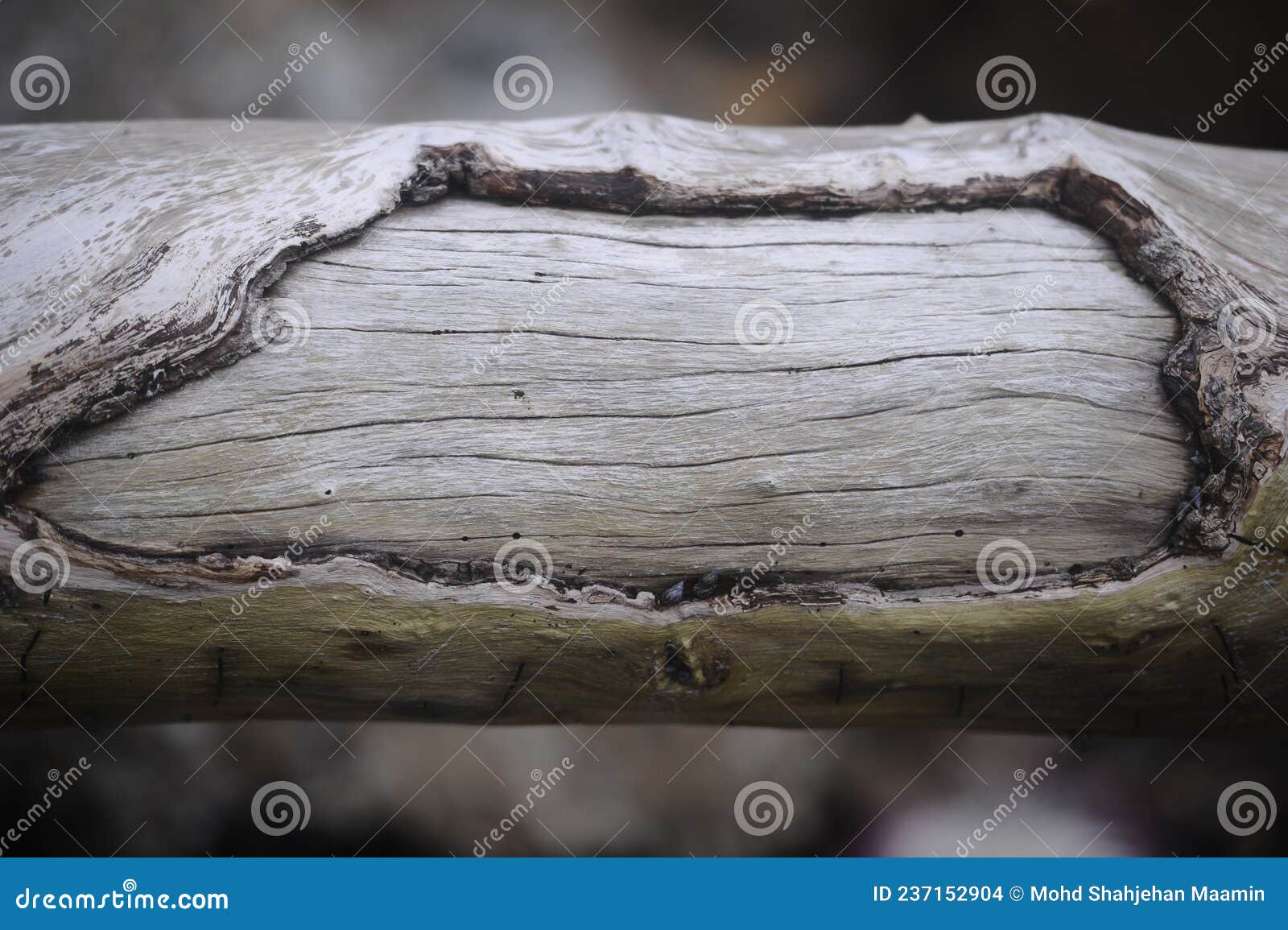 Objects and nature stock photo. Image of focus, objects - 237152904