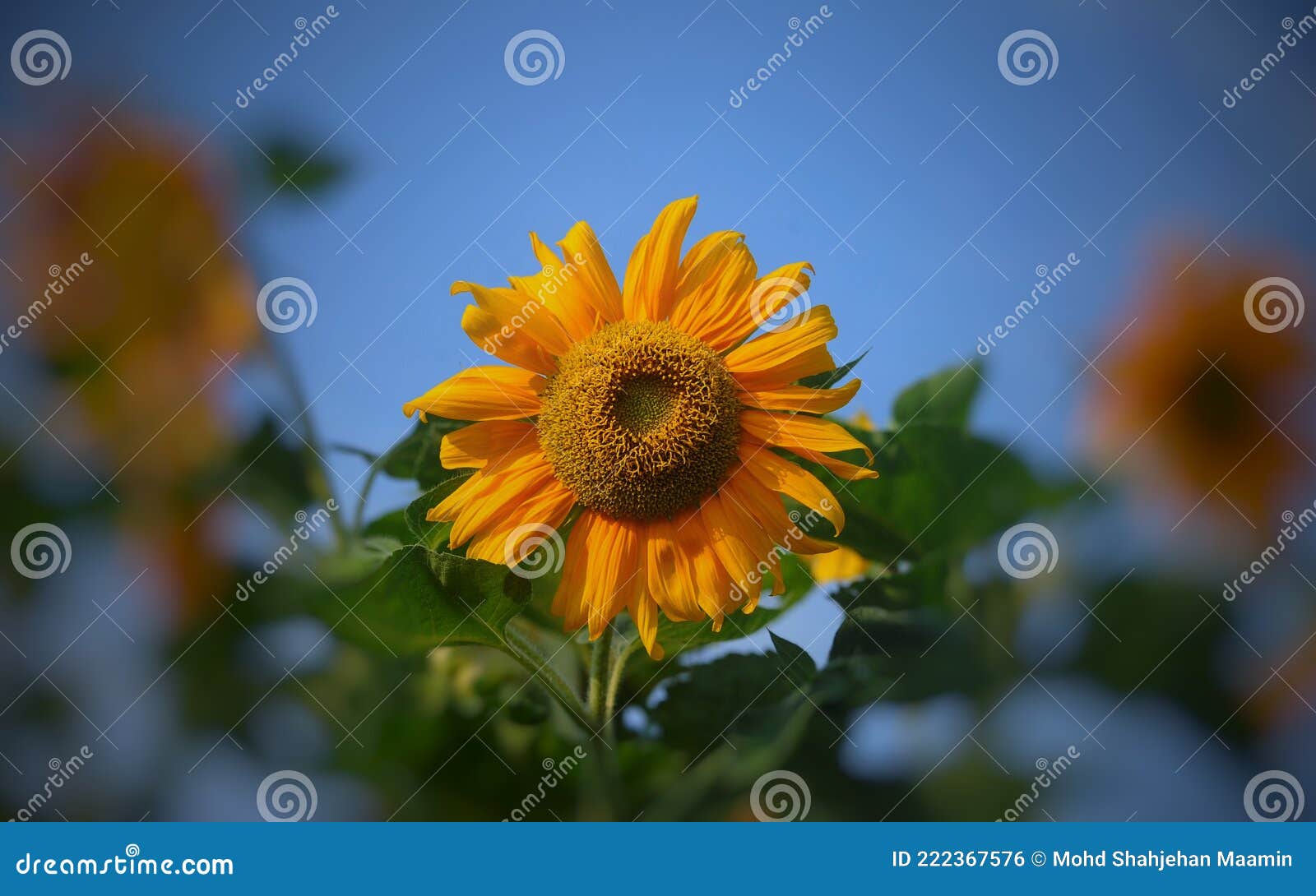 Objects and nature stock photo. Image of objects, sunflowers - 222367576