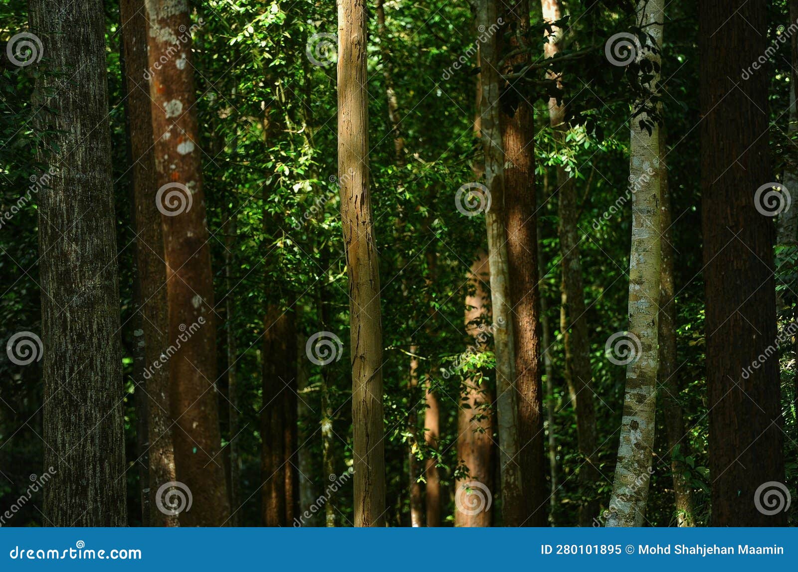 Objects and outdoor stock image. Image of woodland, nature - 280101895