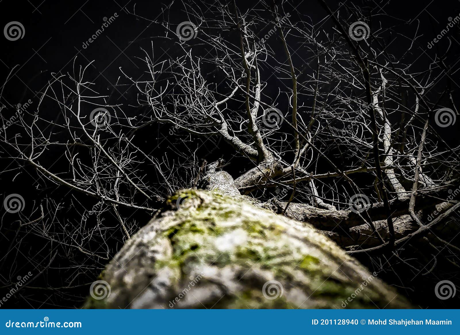 Objects and outdoor stock photo. Image of dead, jungle - 201128940