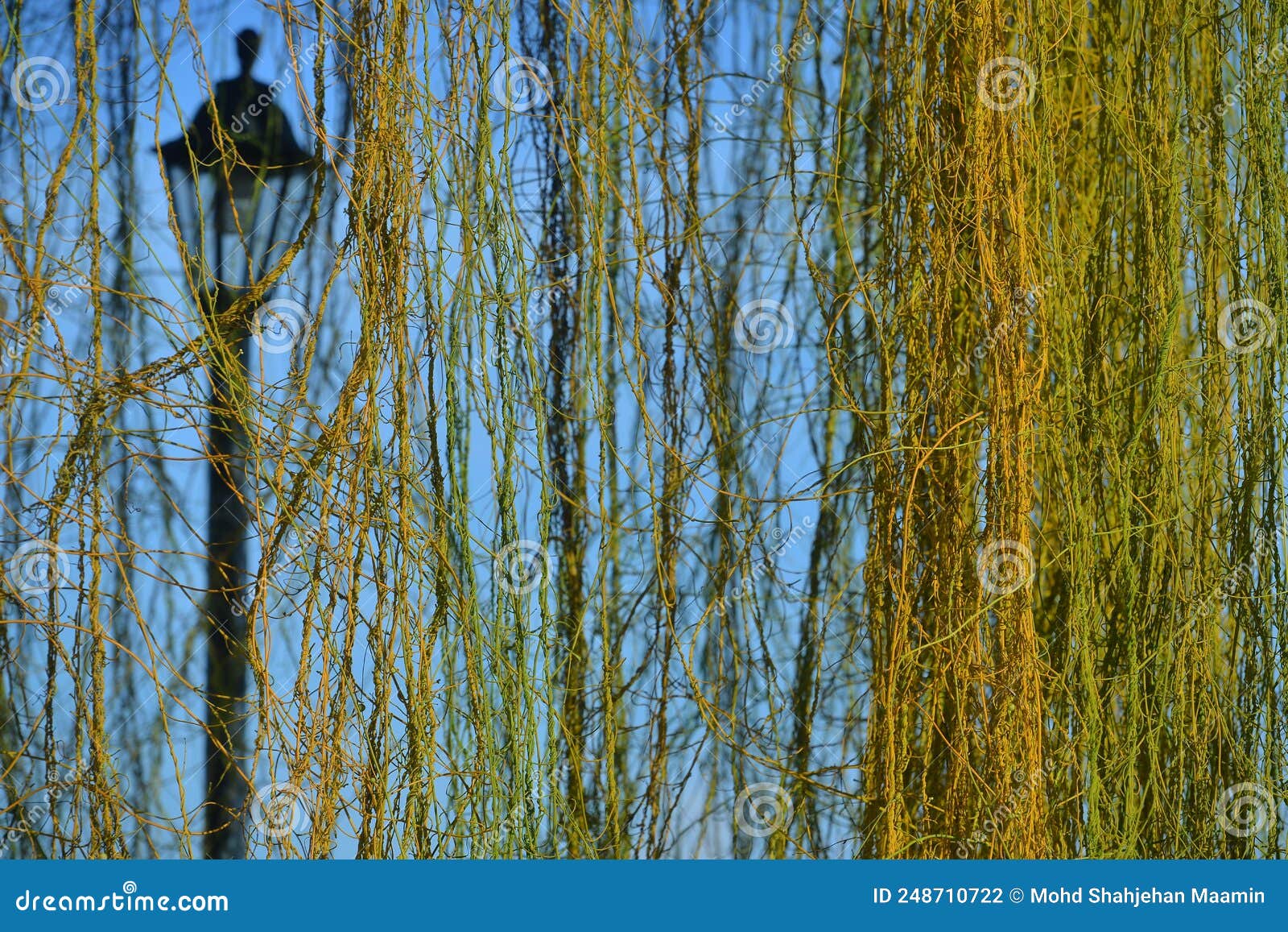 Objects and outdoor stock photo. Image of nature, outdoor - 248710722