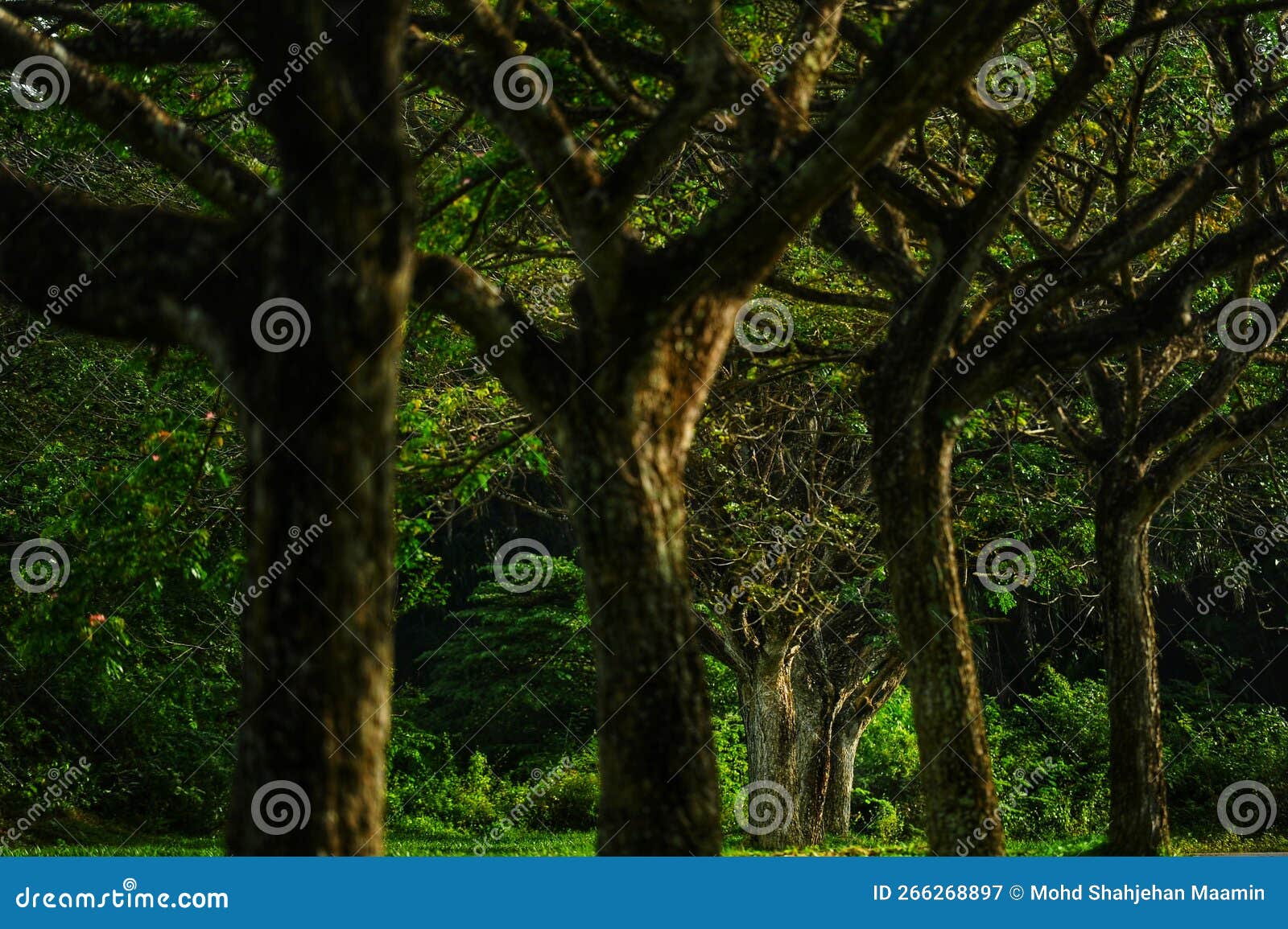 Objects and outdoor stock image. Image of january, outdoor - 266268897