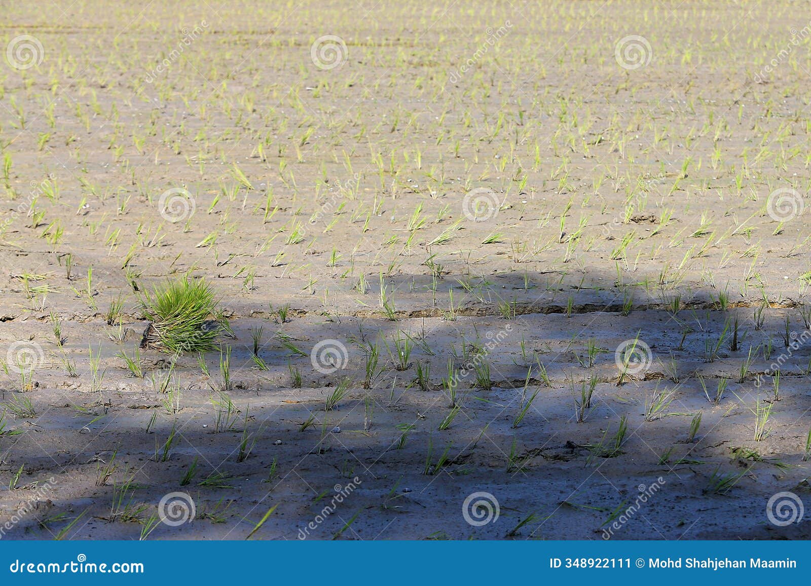 Objects and outdoors stock image. Image of wilderness - 348922111
