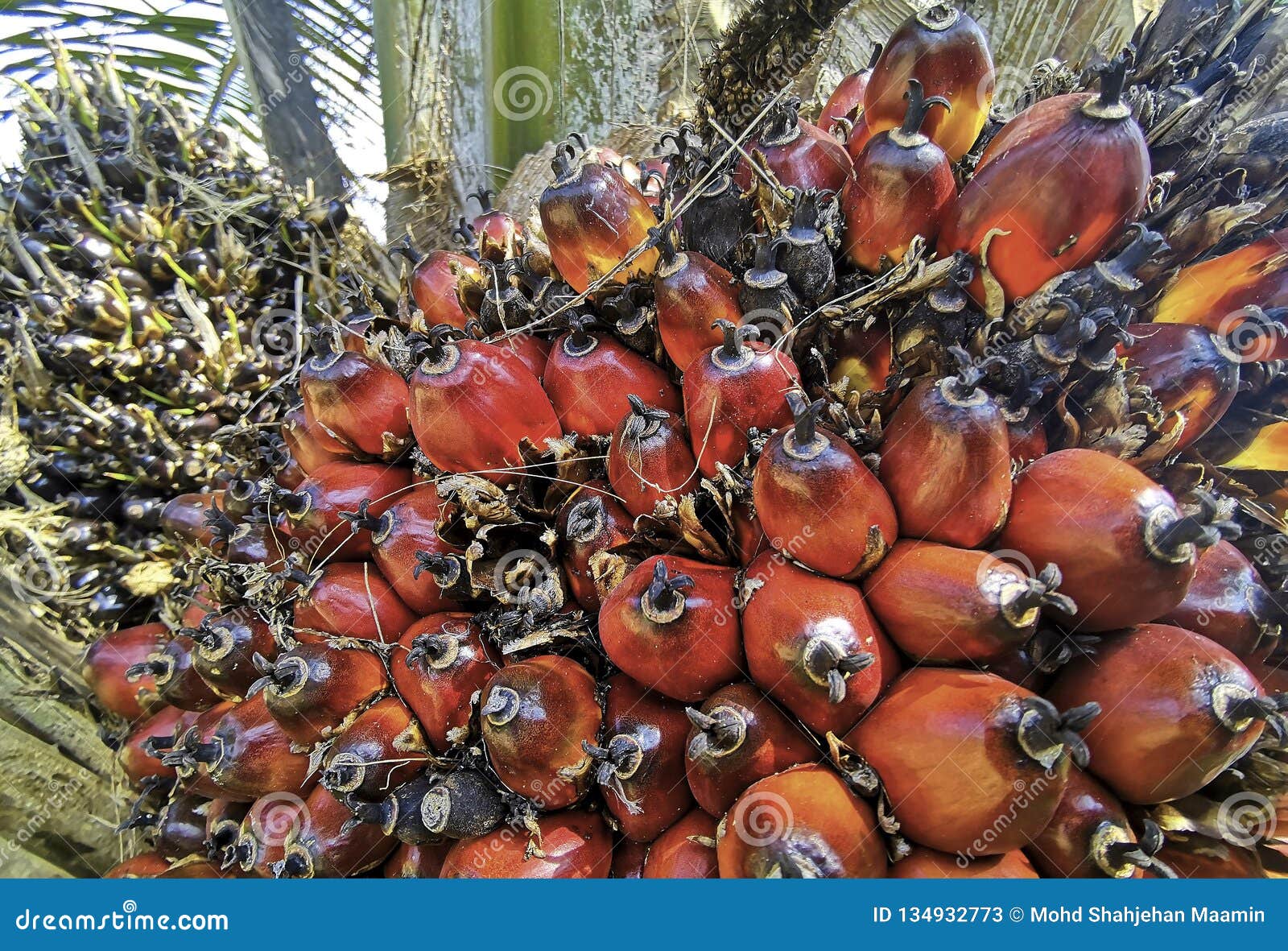 Objects stock image. Image of farm, supply, palm, market - 134932773