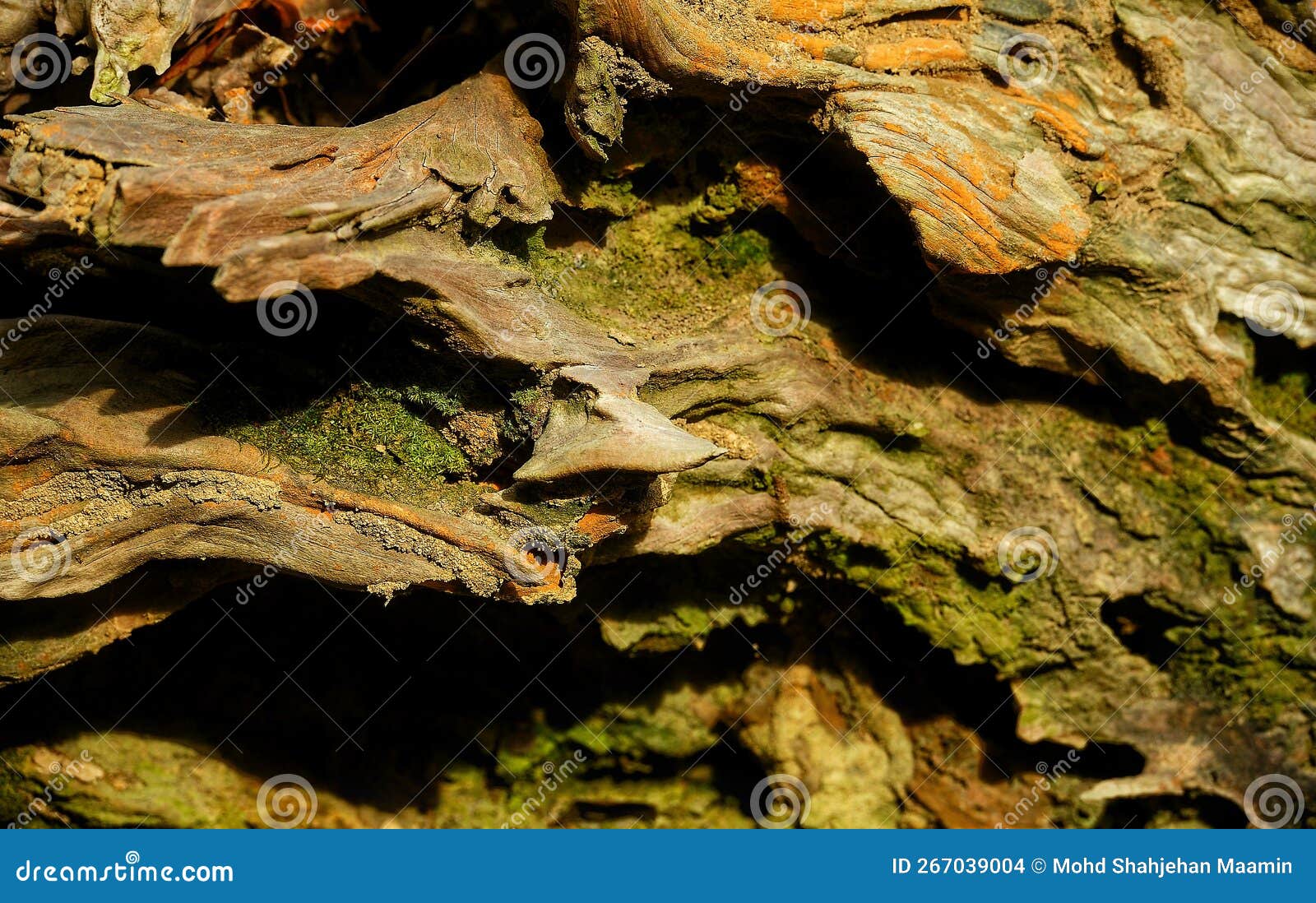 Objects and pattern stock photo. Image of leaves, close - 267039004