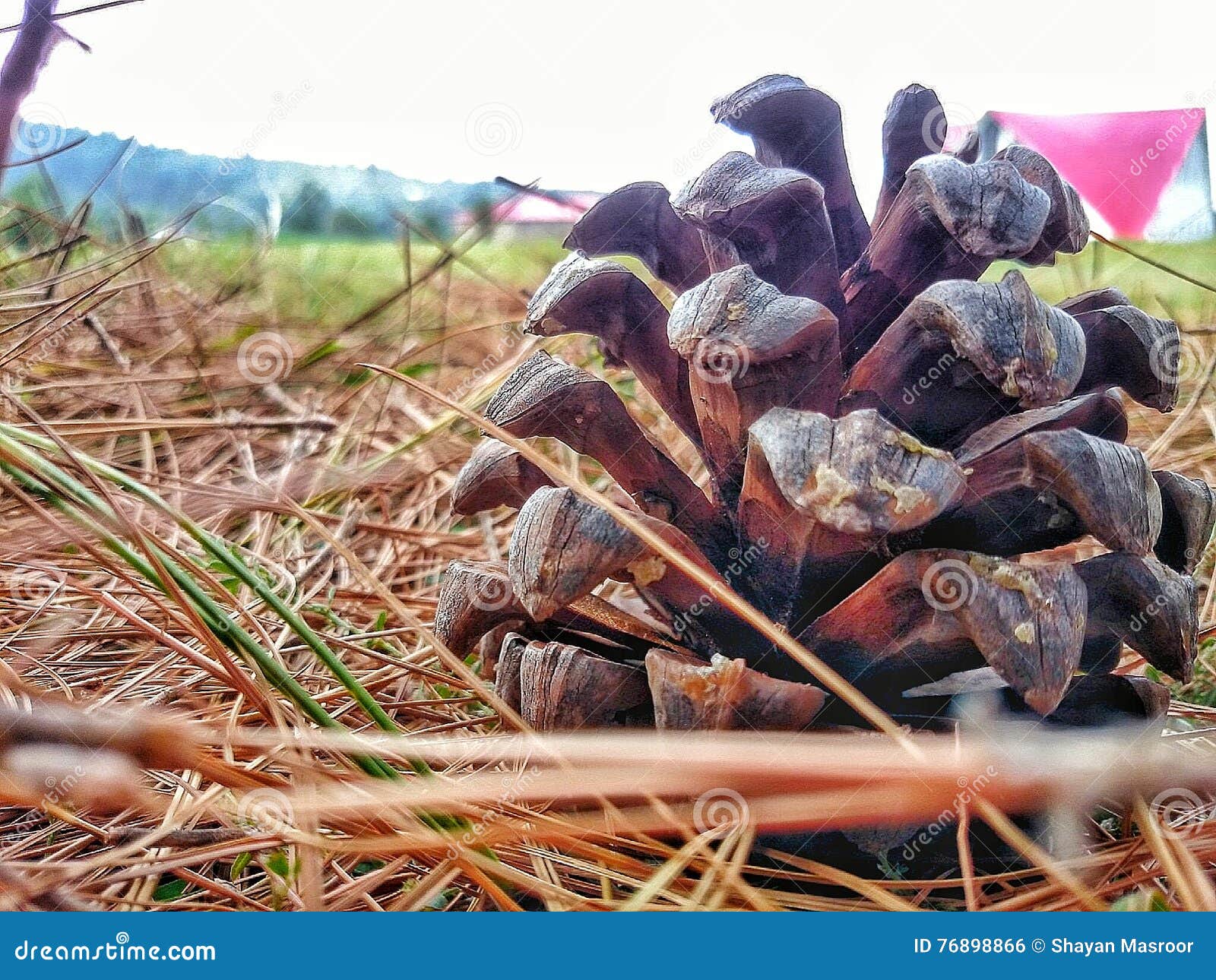 Objects stock photo. Image of photograph, objects, grass - 76898866