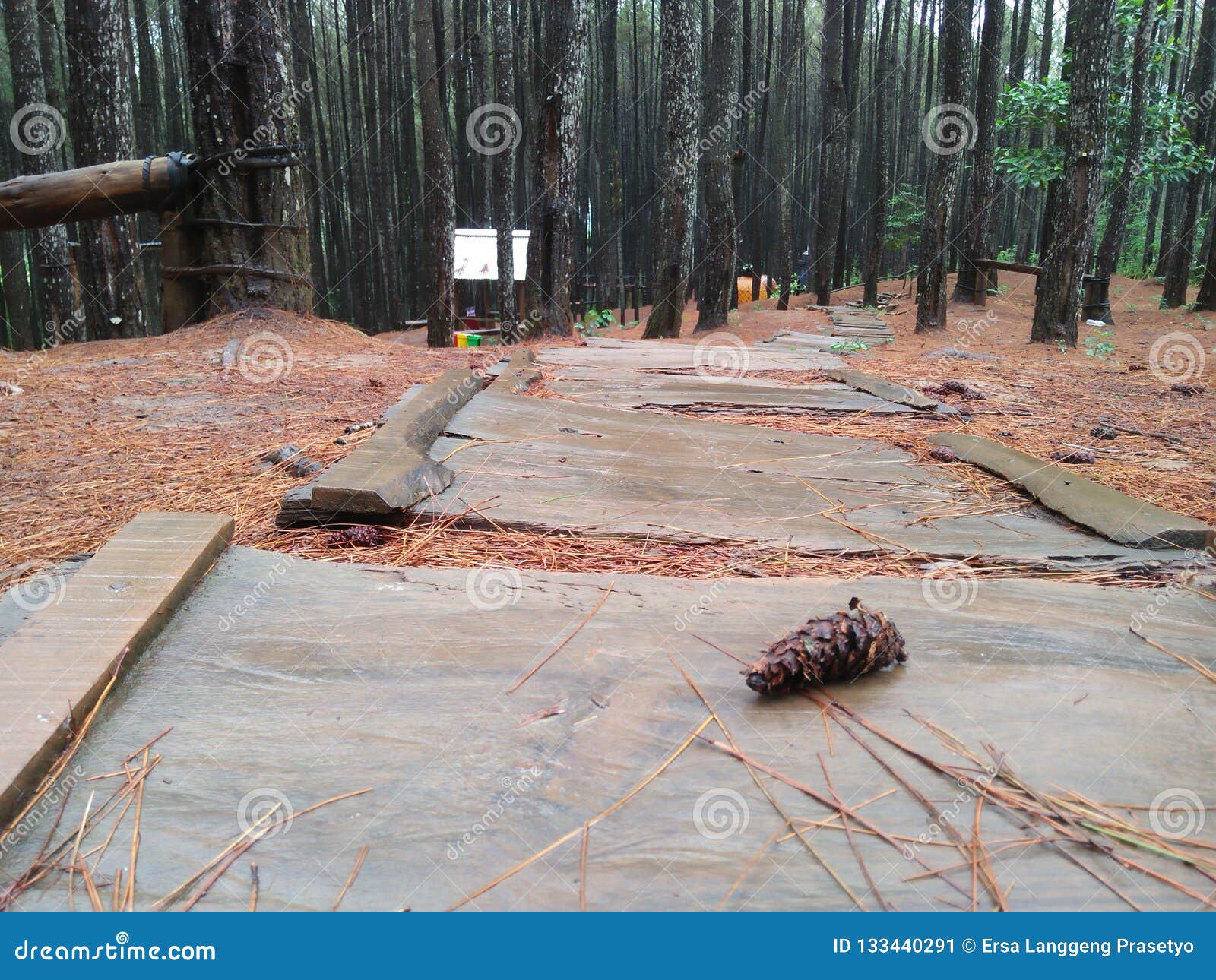 Objects from Pine Trees that Fall on the Path Stock Image - Image of ...