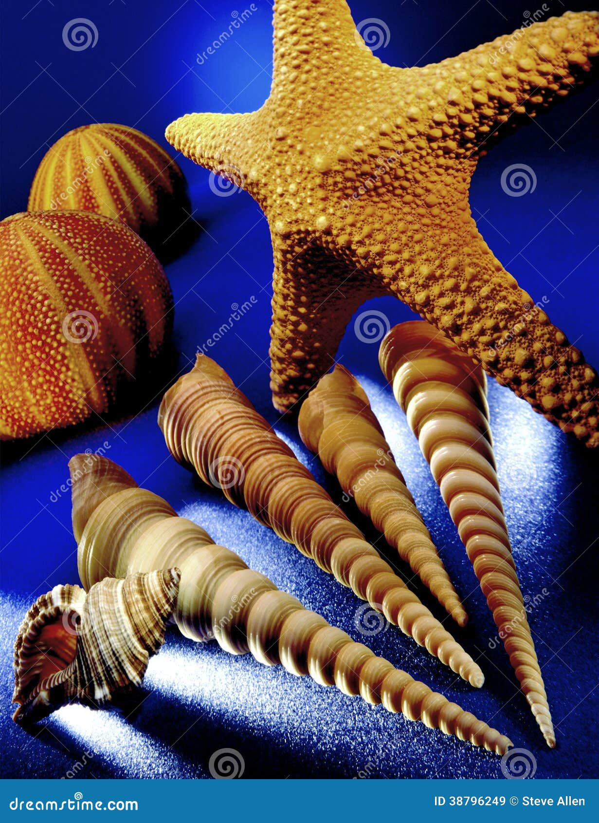 Objects from the Sea - Shells, Starfish, Urchin Stock Image - Image of ...