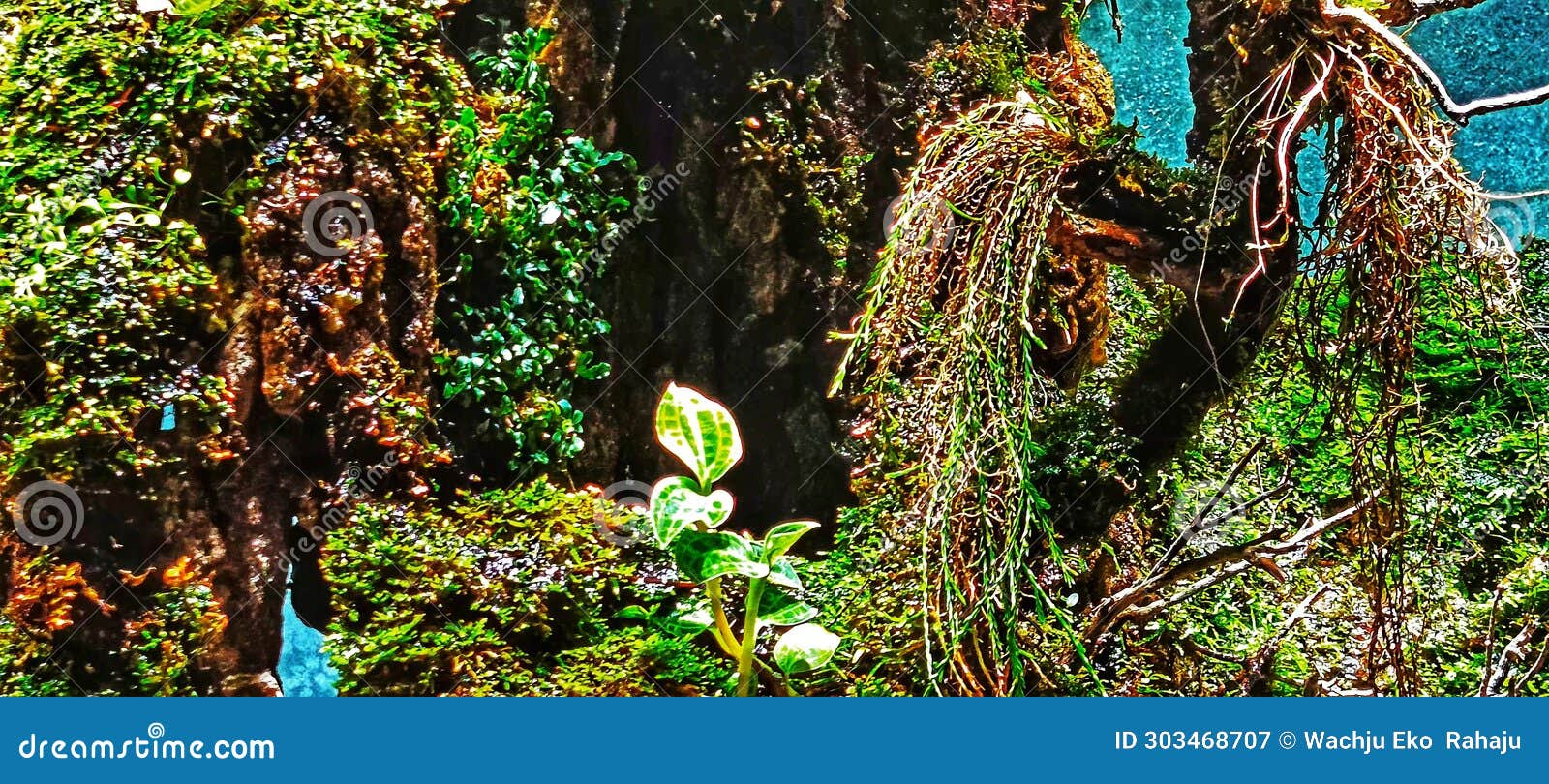 Objects of Various Plants in the Aquarium Stock Image - Image of green ...