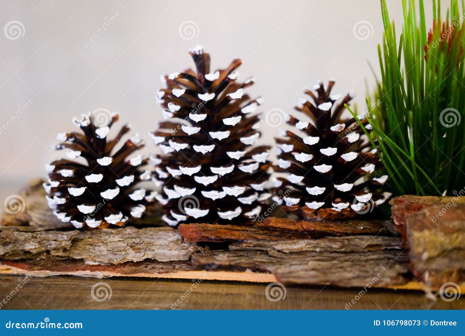 Objeto del pino Cones imagen de archivo. Imagen de aguja - 106798073