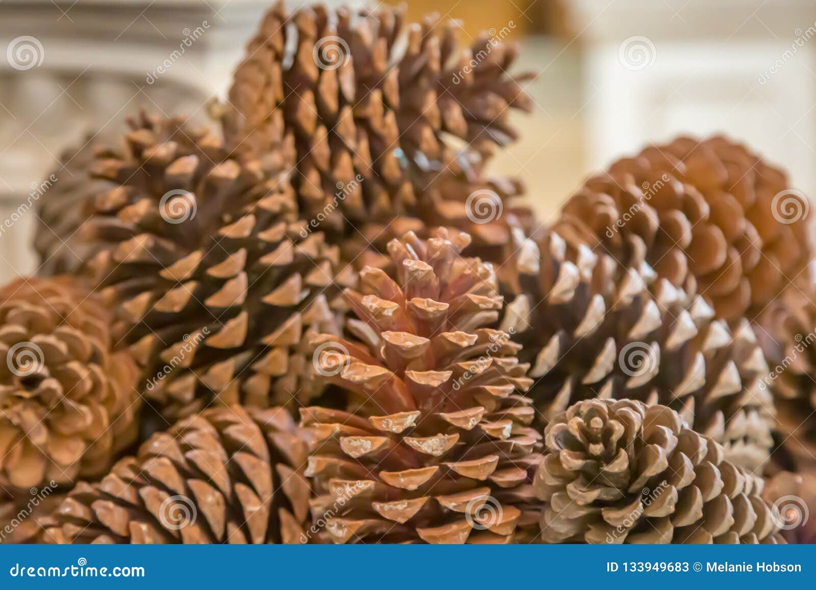 Objeto del pino Cones imagen de archivo. Imagen de navidad - 133949683