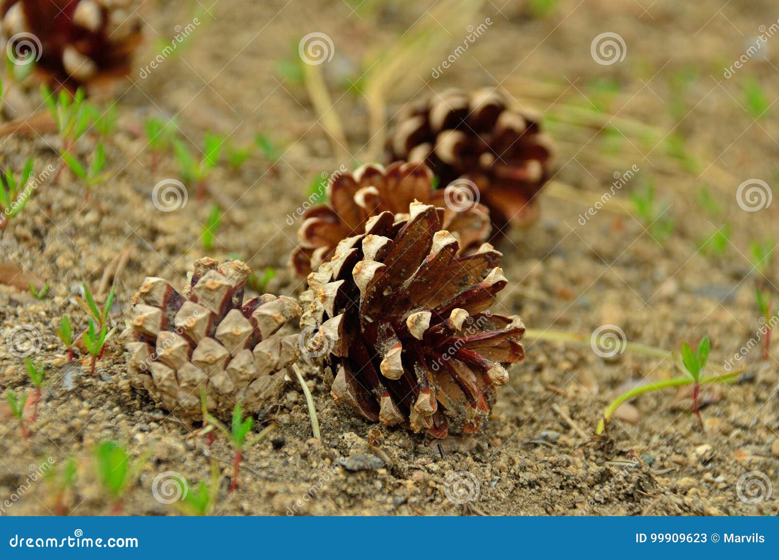Objeto del pino Cones imagen de archivo. Imagen de perenne - 99909623