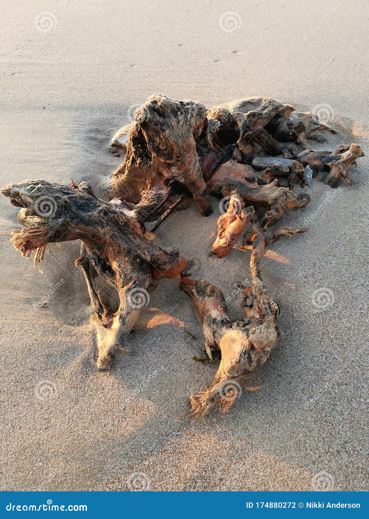 Objetos escoceses de mar foto de archivo. Imagen de escocés - 174880272