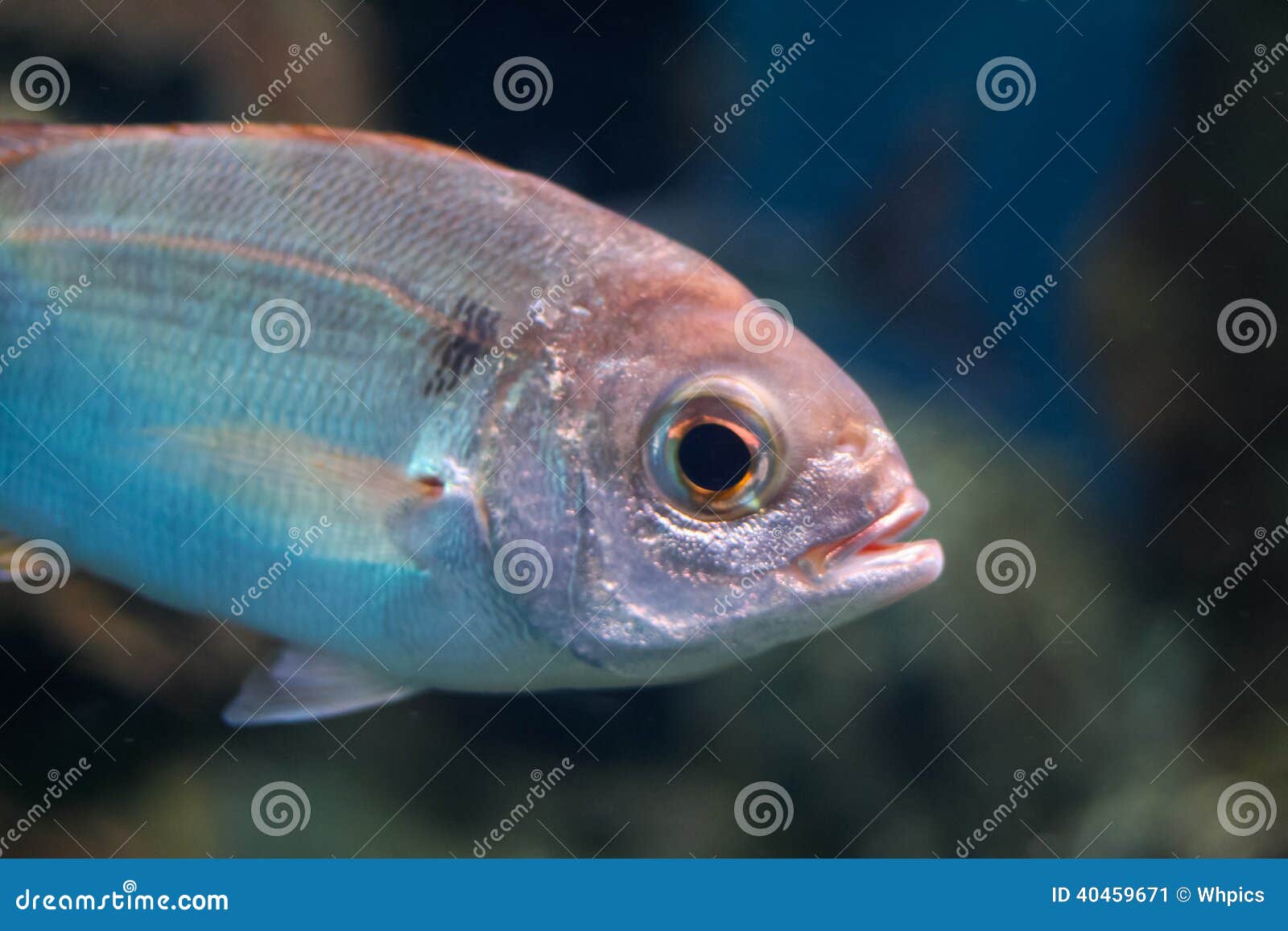 Oblada Melanura Photos - Free & Royalty-Free Stock Photos from Dreamstime