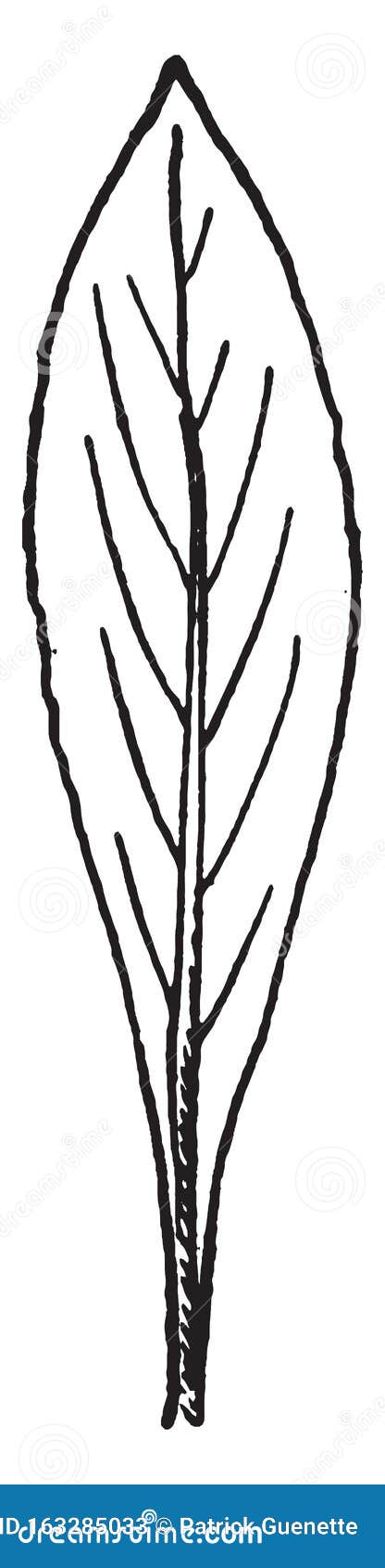 Oblanceolate Leaf Shape Vintage Illustration Stock Vector ...