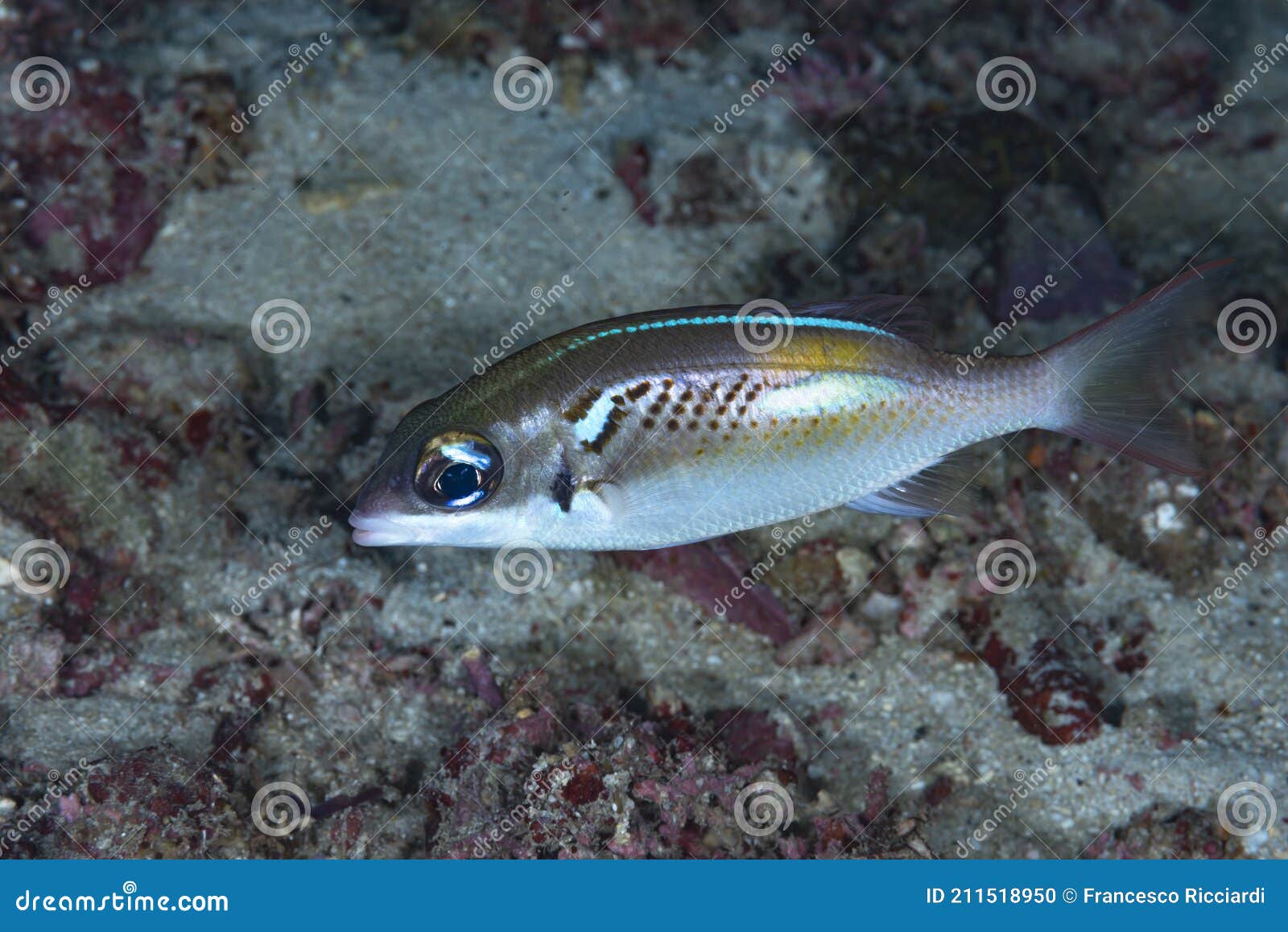 Oblique-bar Monocle Bream Scolopsis Xenochrous Stock Photo - Image of ...