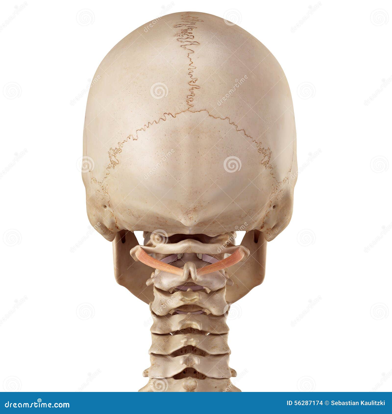 The Obliquus Inferior Capitis Stock Illustration - Illustration of ...