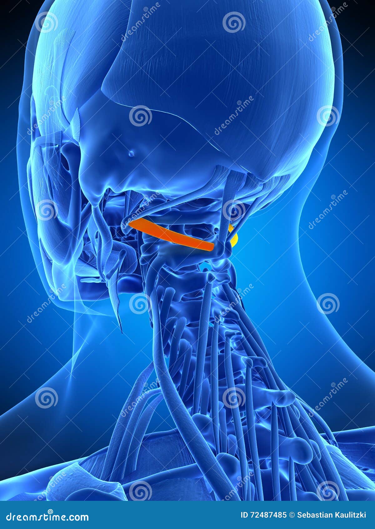 The Obliquus Inferior Capitis Stock Illustration - Illustration of head ...