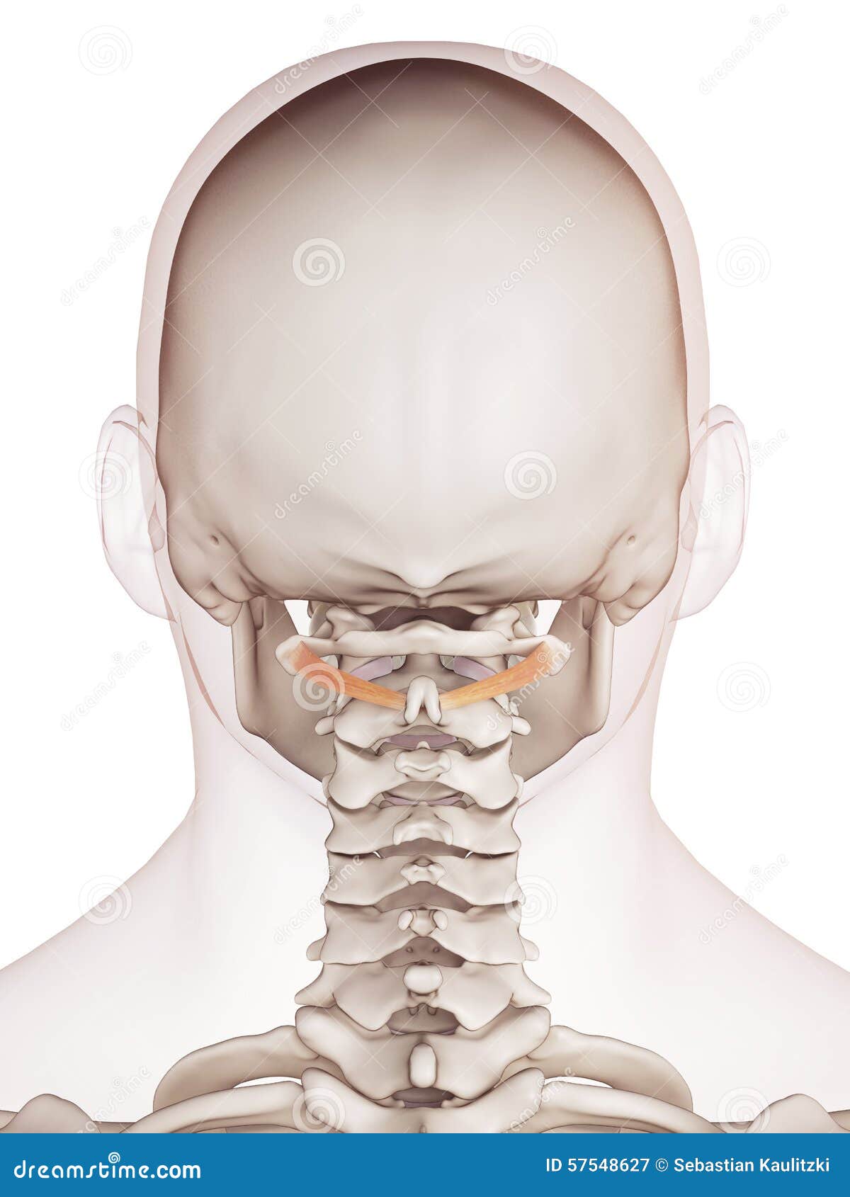 3d Illustration Of Obliquus Capitis Inferior Muscles Anatomical ...