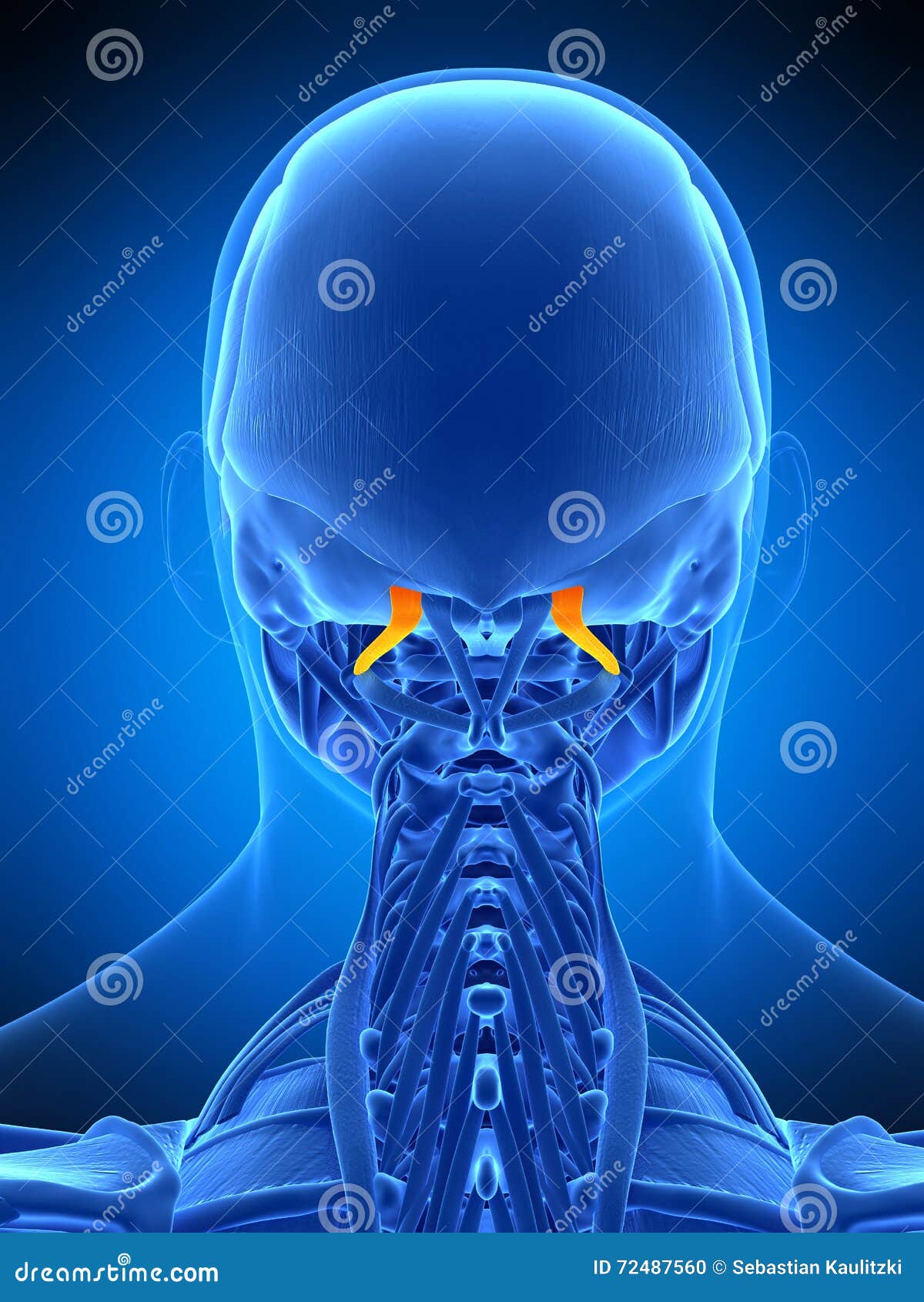 The Obliquus Superior Capitis Royalty-Free Illustration | CartoonDealer ...