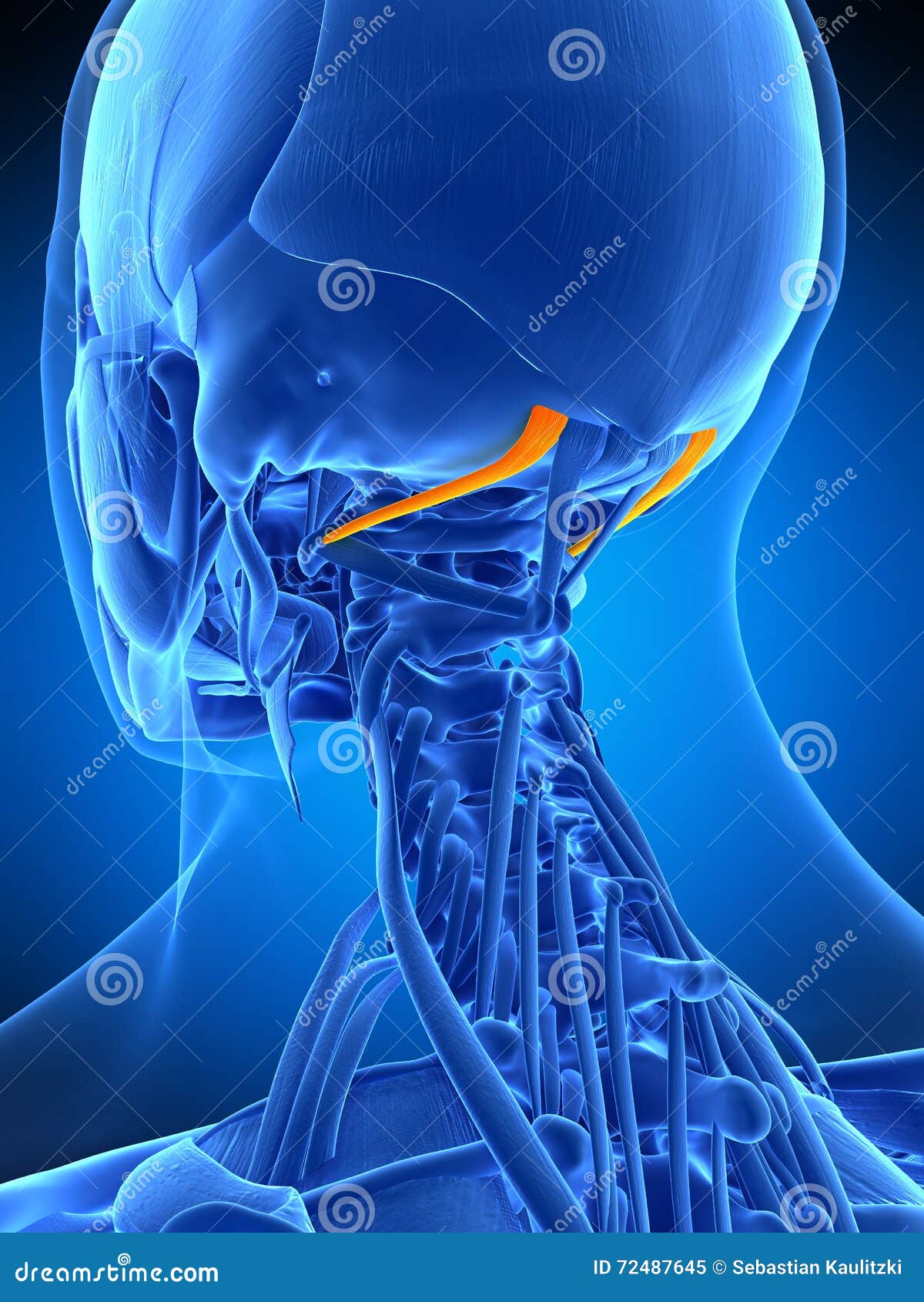Human Obliquus Capitis Inferior Muscles On Skeleton Royalty-Free ...