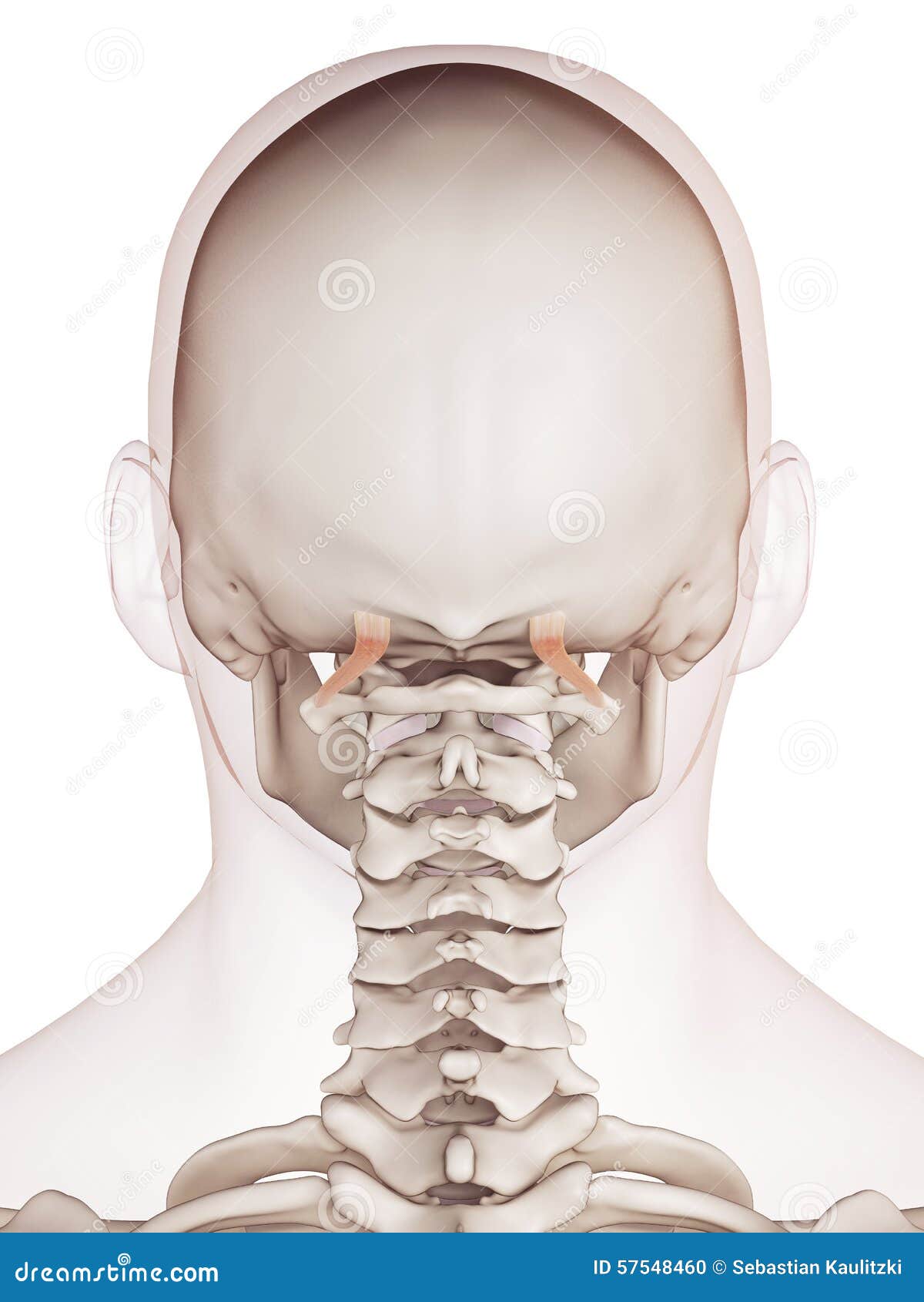 The Obliquus Superior Capitis Stock Illustration - Illustration of ...