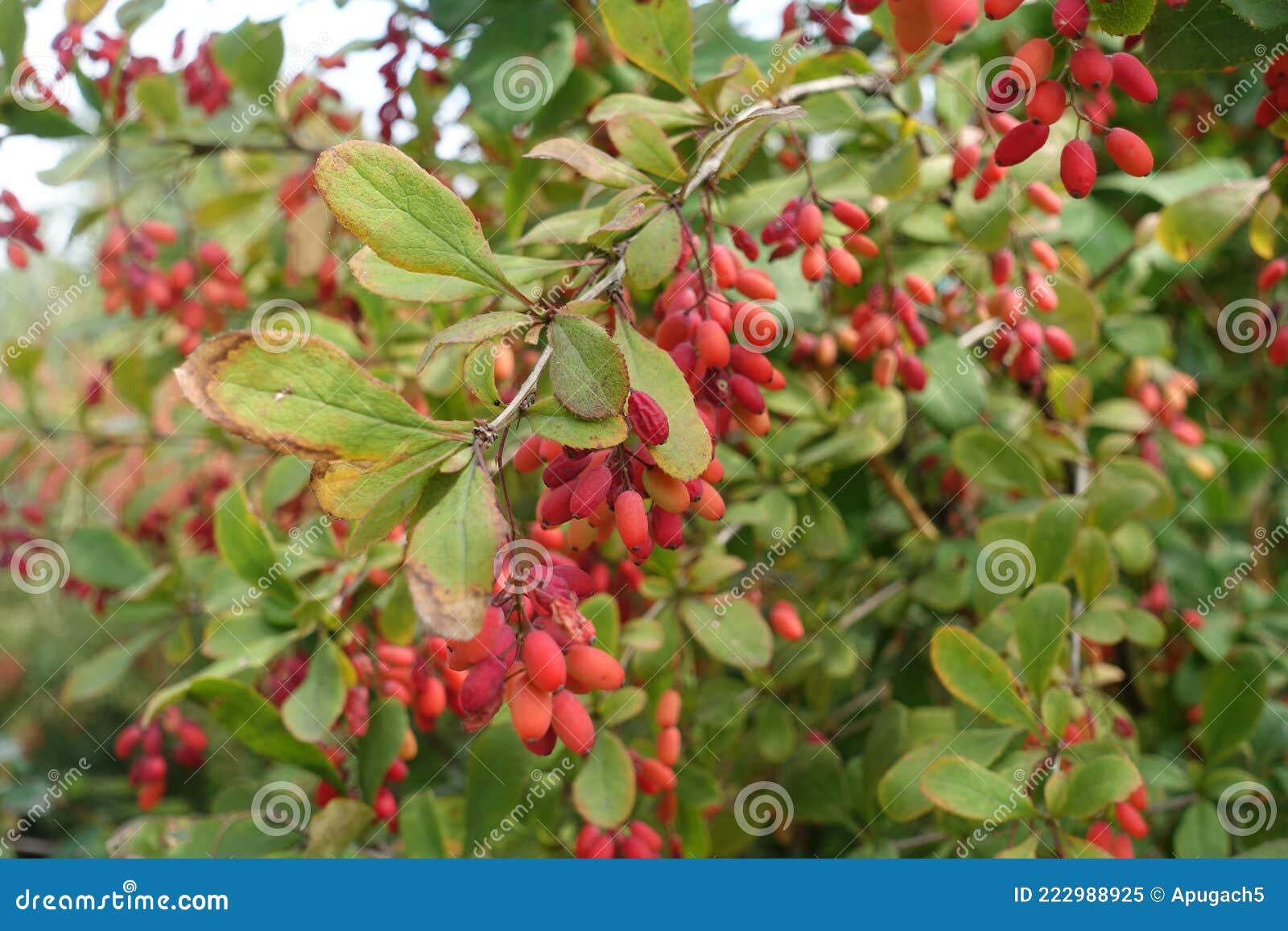 Oblong Red Berries in the Leafage of Berberis Vulgaris Stock Image ...