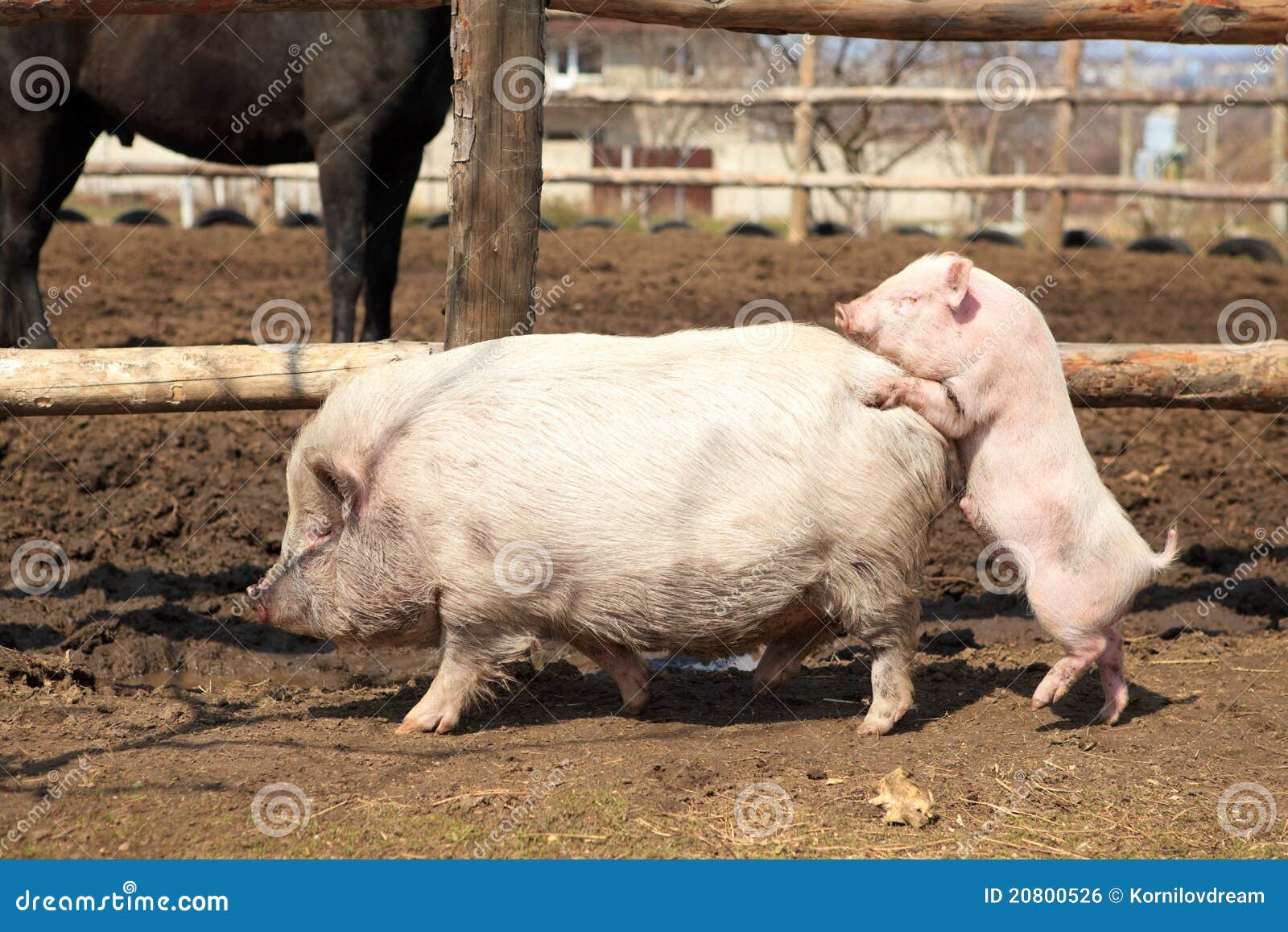 Obscene piglet stock photo. Image of pasture, piggy, nature - 20800526