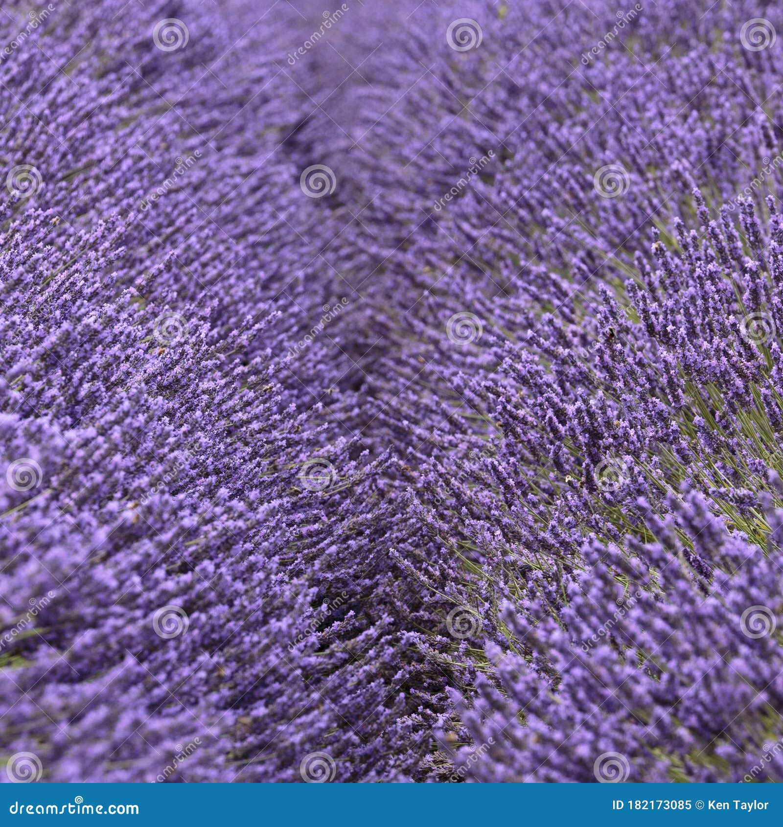 An Obscured Pathway between Rows of Lavender Stock Image - Image of ...