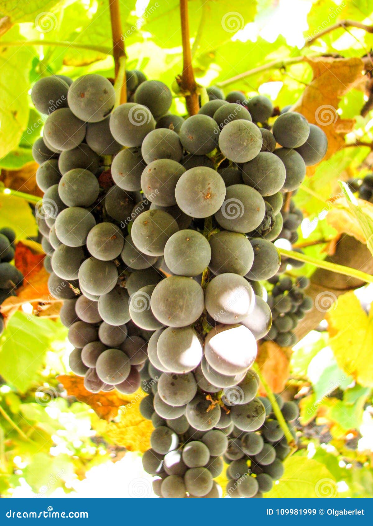 Obscuridade Doce - Uvas Azuis Em Uma Vinha Imagem de Stock - Imagem de ...