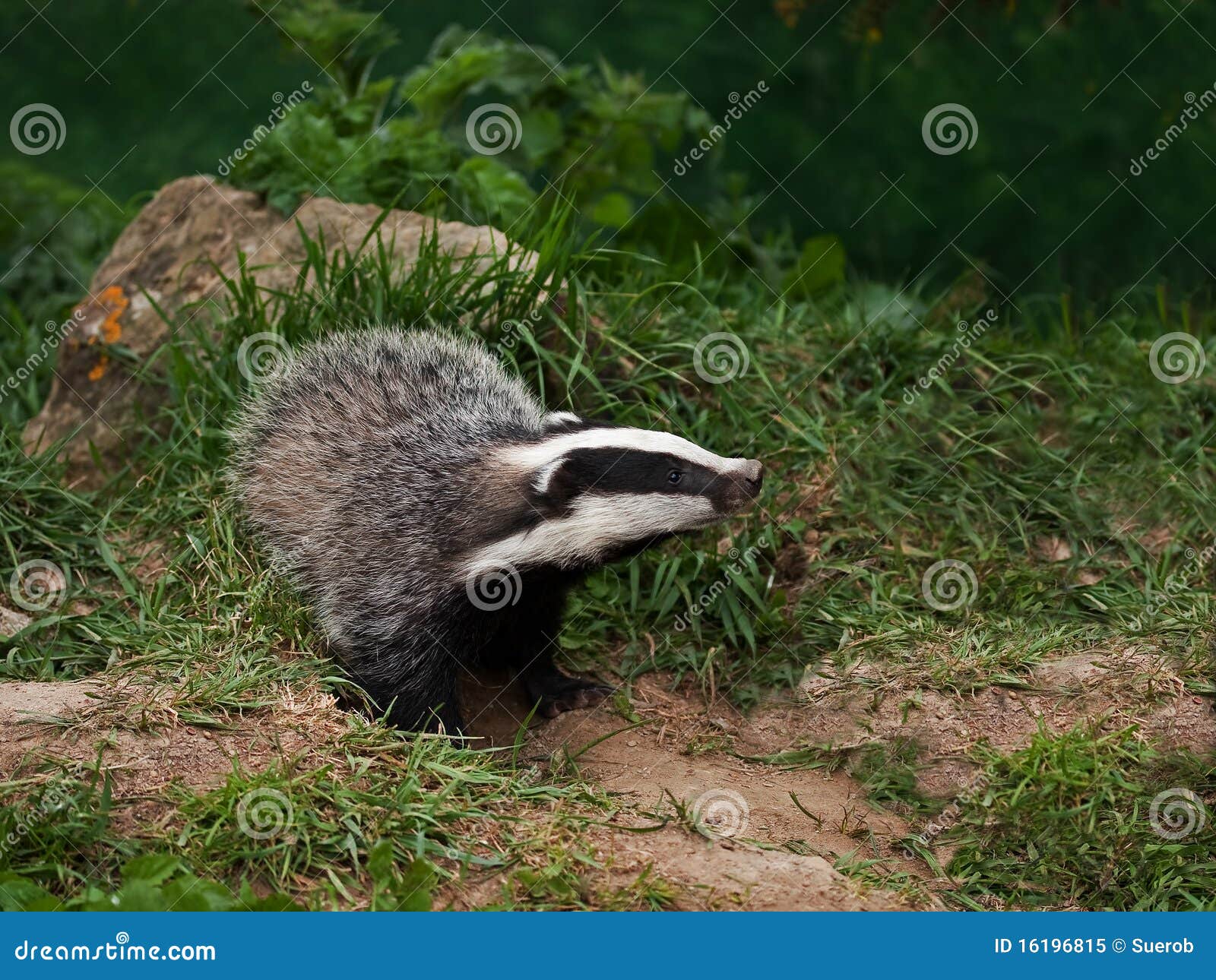 Observación De Cub Del Tejón Imagen de archivo - Imagen de negro ...
