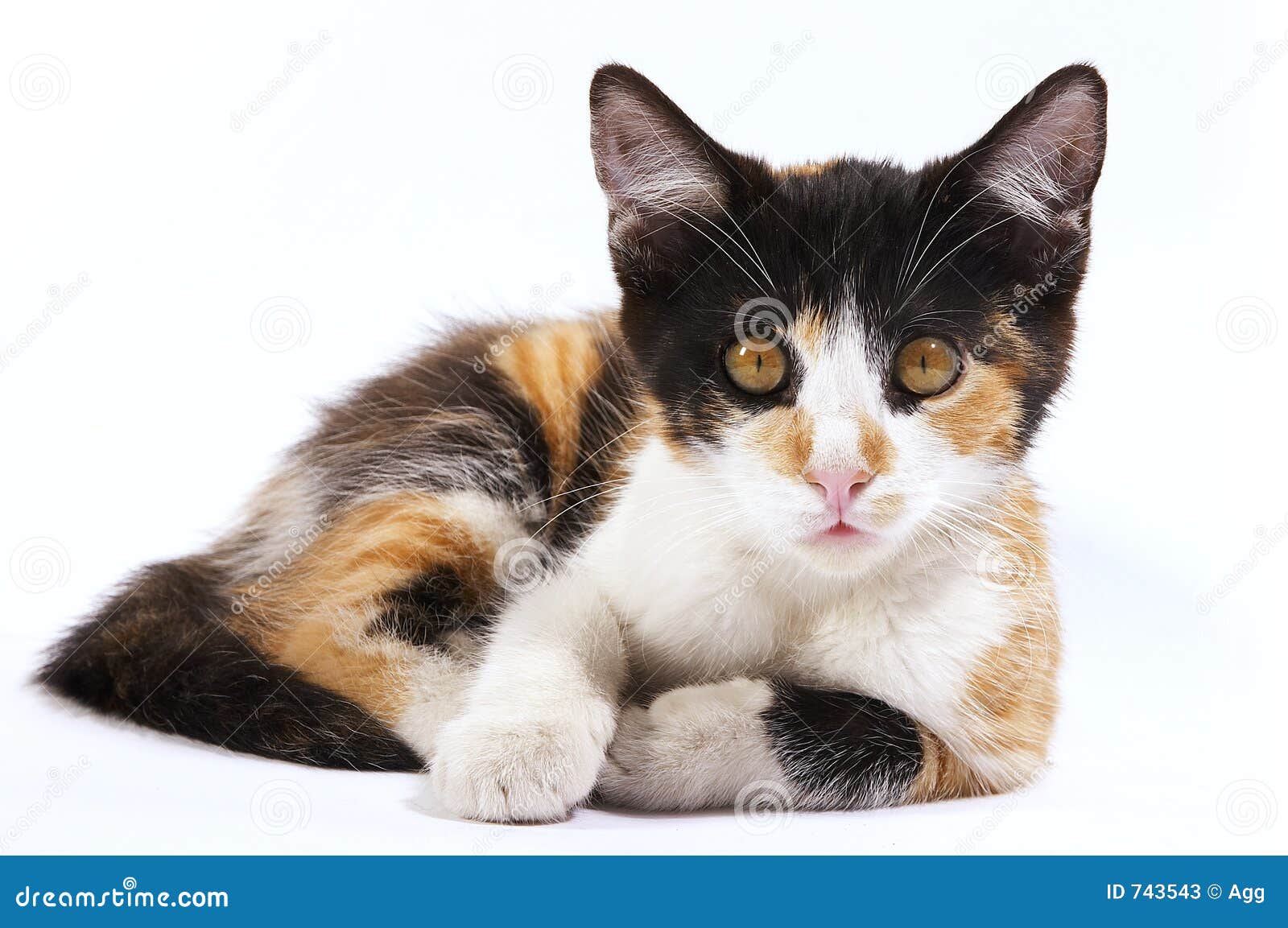 Observant eyes stock image. Image of orang, fleece, tricolour - 743543