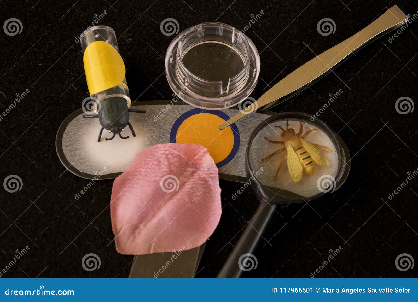 Observation of the Anatomy of Insects. Stock Image - Image of studies ...