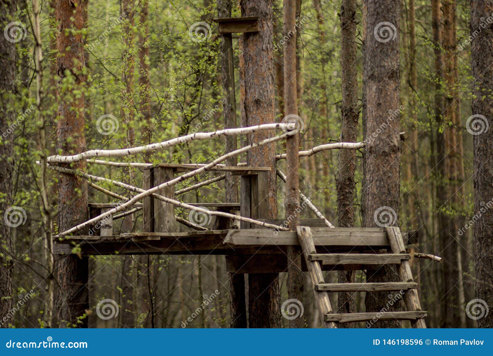 Observation Deck in the Forest Stock Photo - Image of vegetation ...