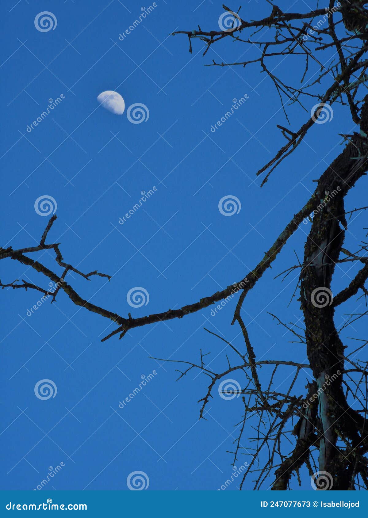 Observation of a Slightly Arm-like Branch and the Moon. Stock Image ...