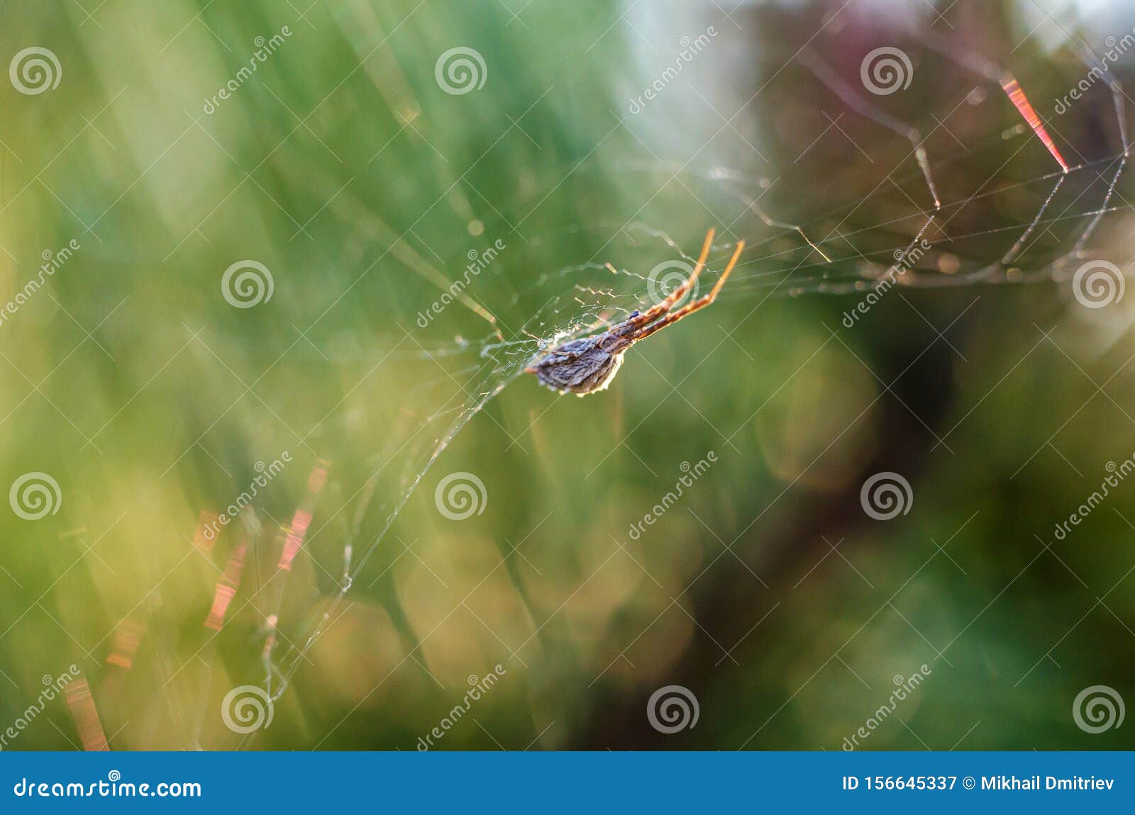 Spider Uloborus Diversus on Its Web in the First Sunlight. Macro. Eye ...