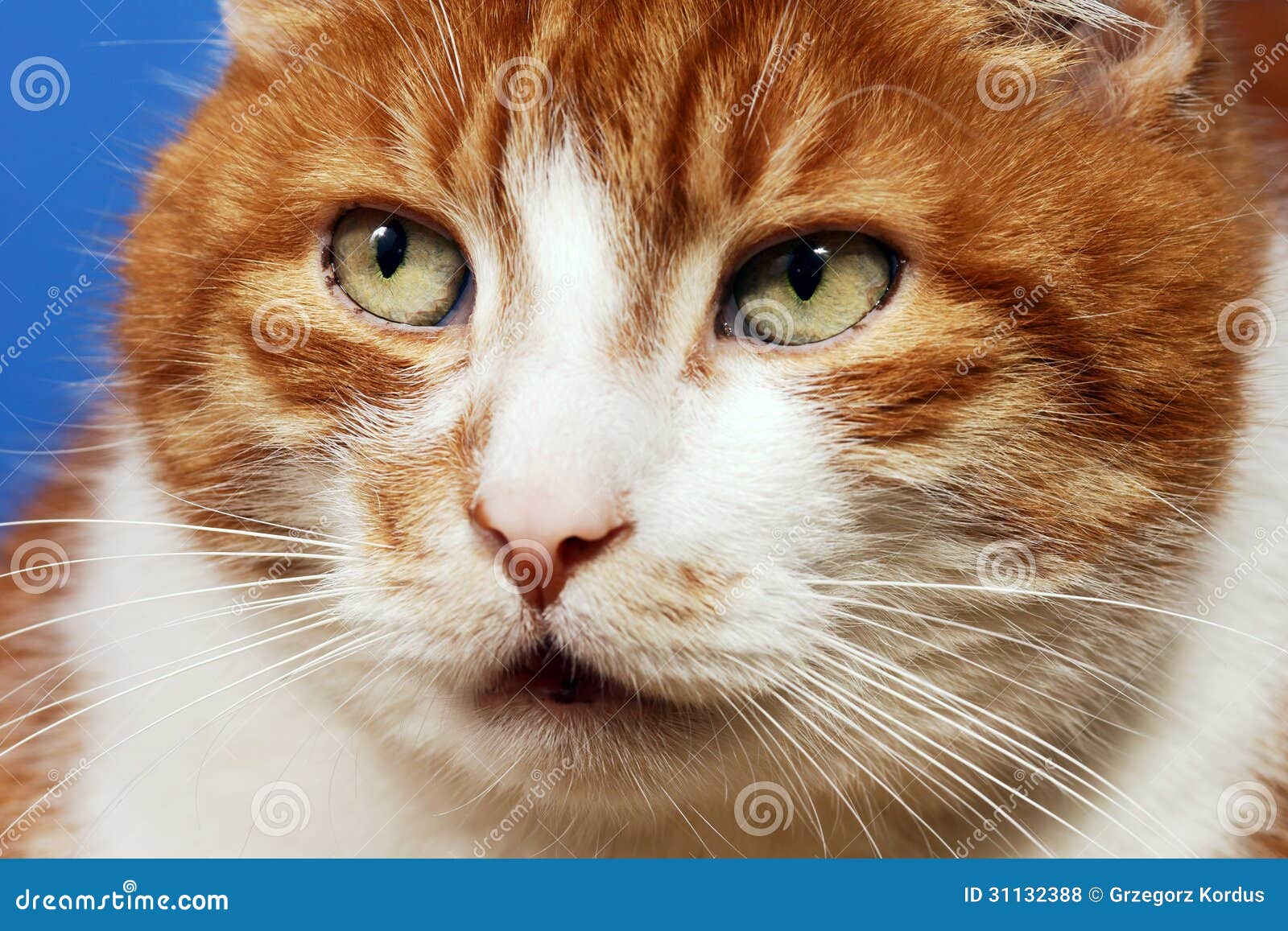 Observe le chat roux photo stock. Image du tête, cheveu - 31132388